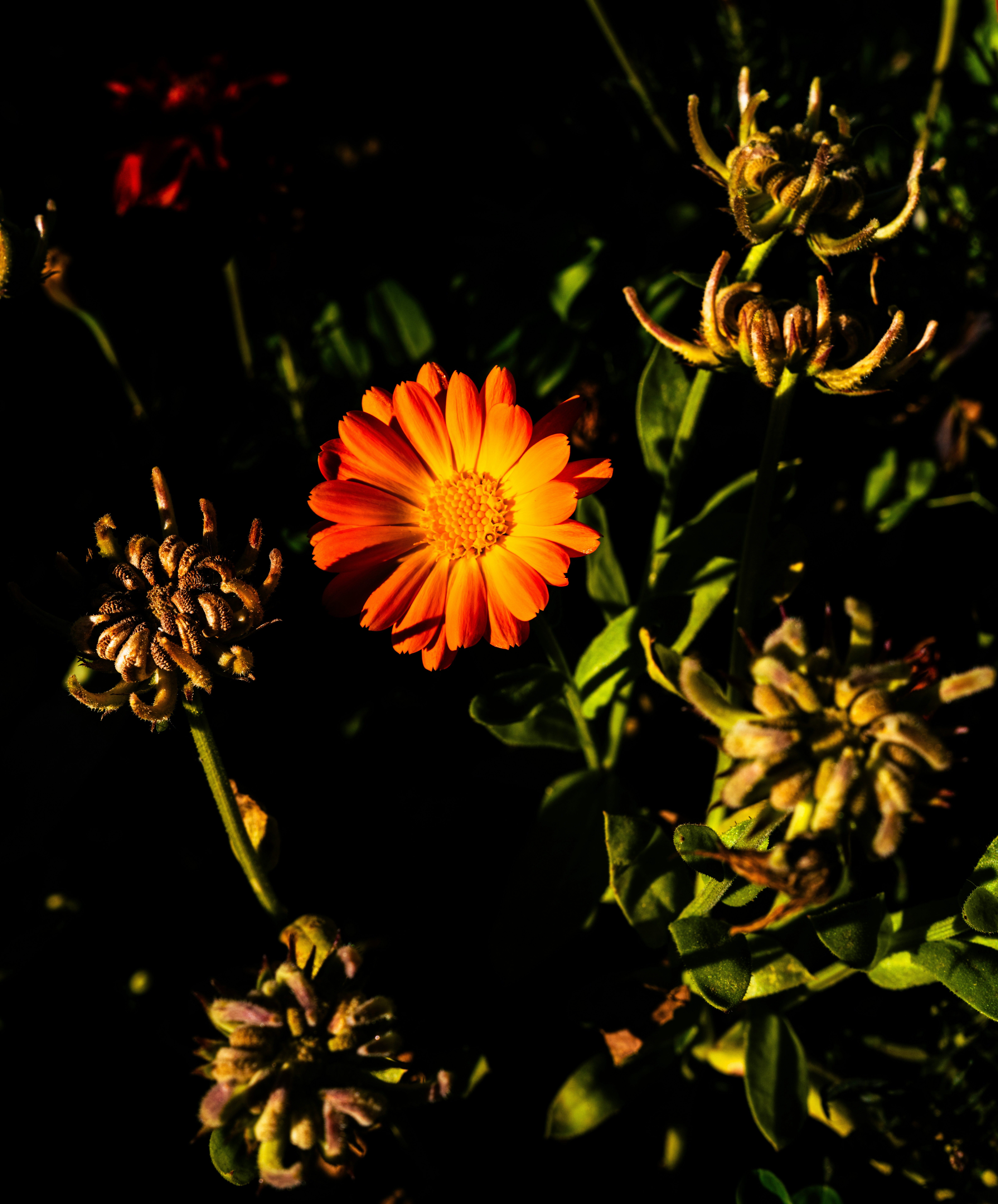 Vibrant Bloom Amidst Nature's Palette