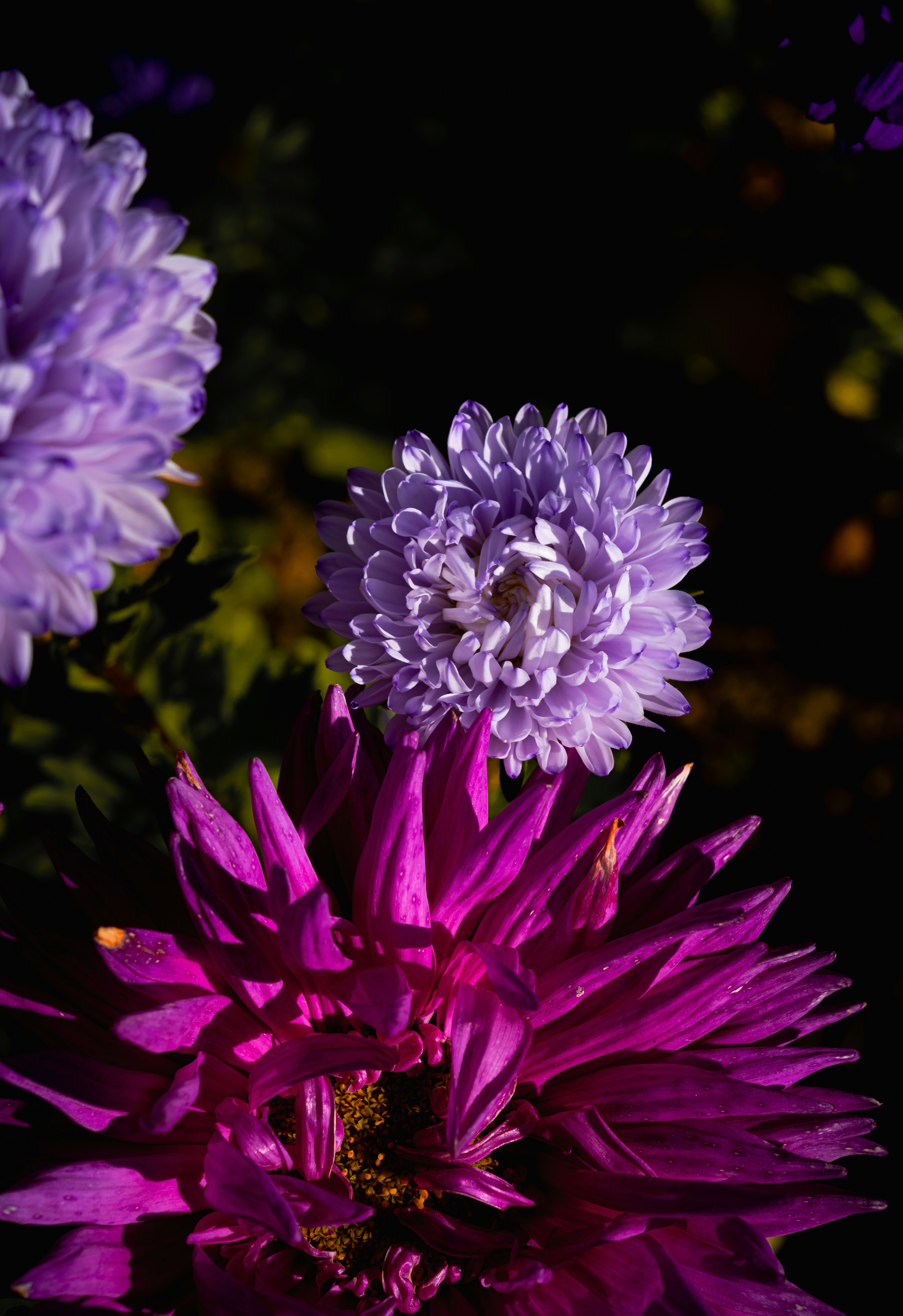 Harmony in Bloom: A Floral Symphony