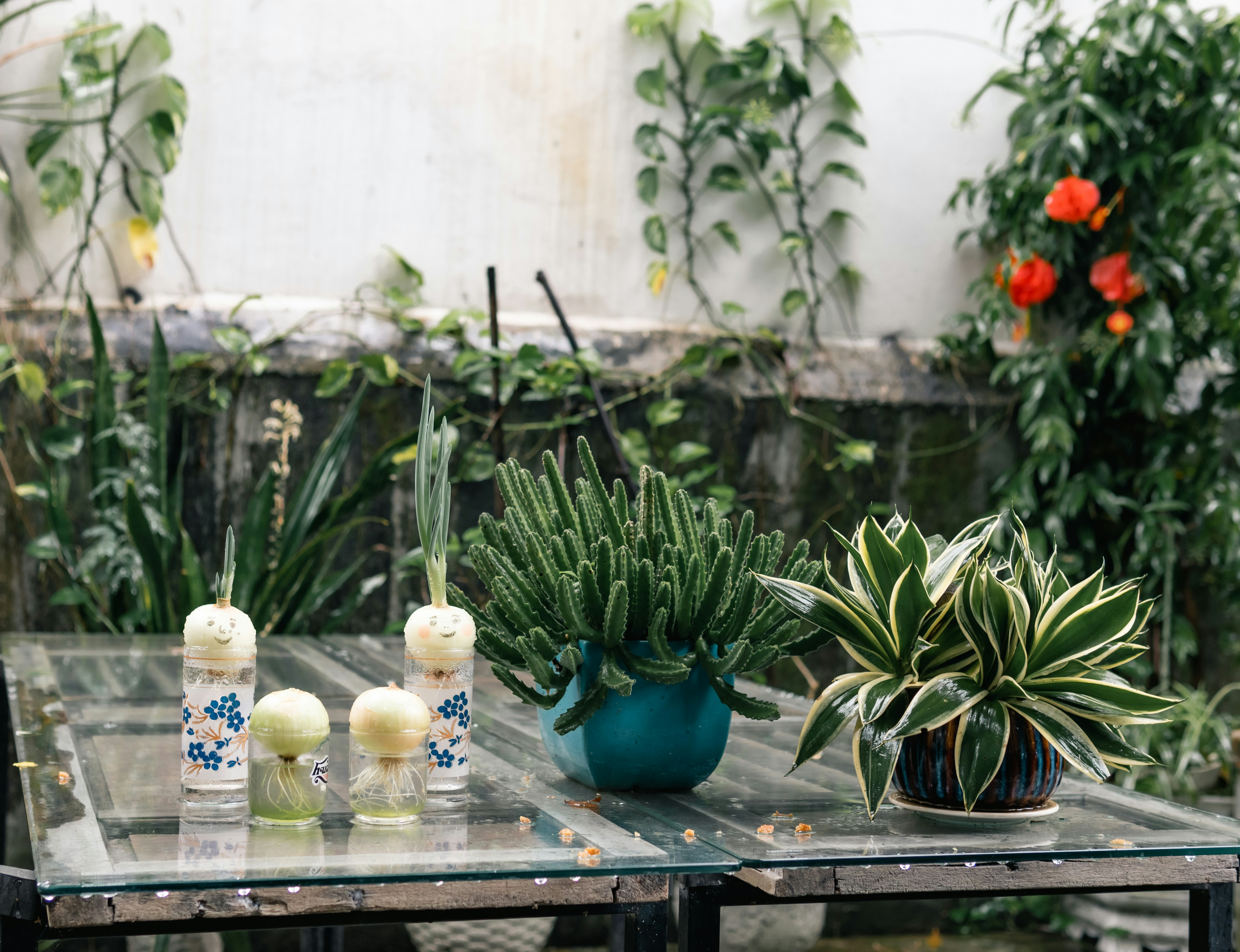 Verdant Harmony: A Botanical Display