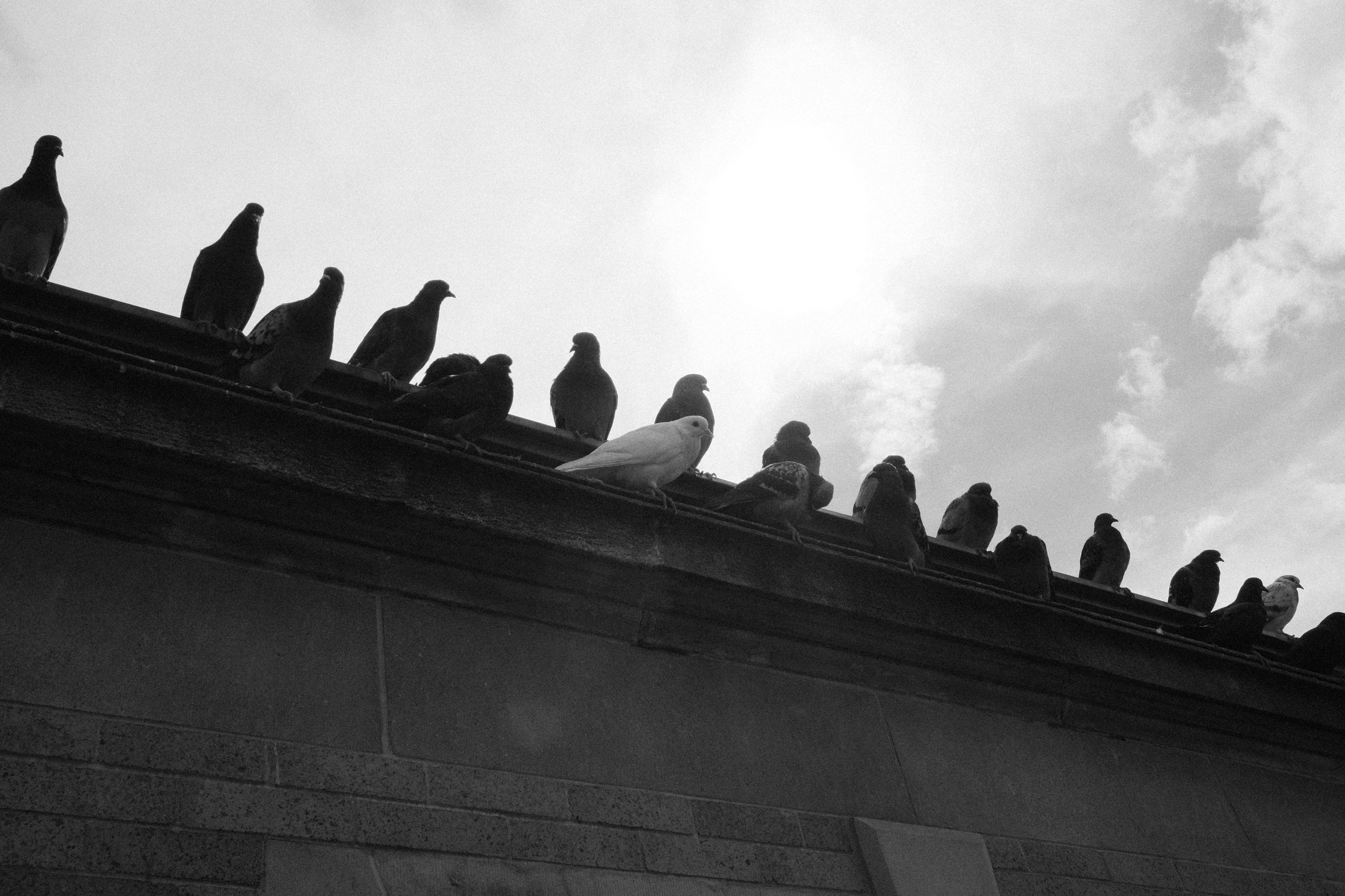 The Quiet Assembly of Urban Sentinels