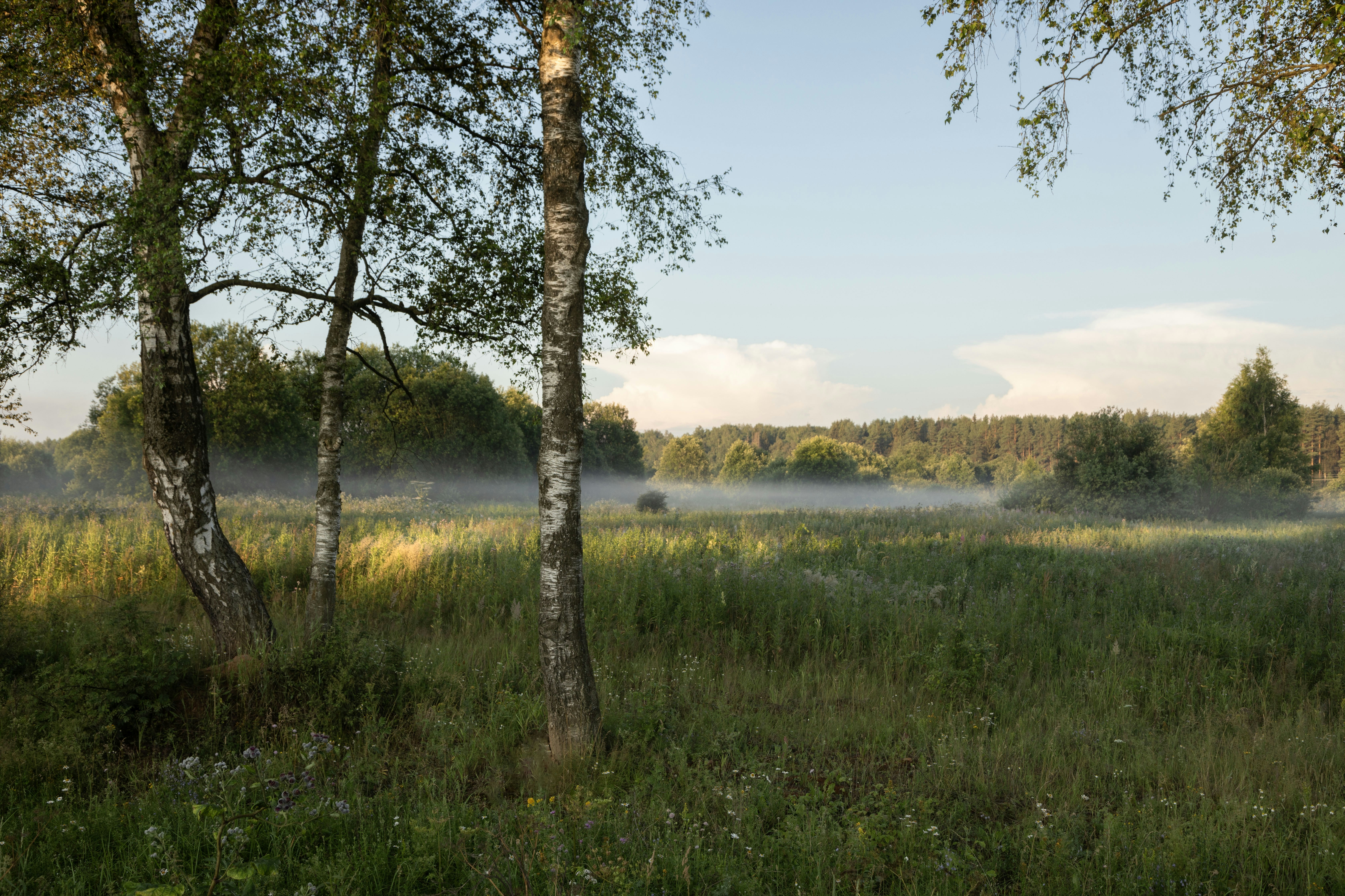 Whispers of Morning Mist in the Meadow