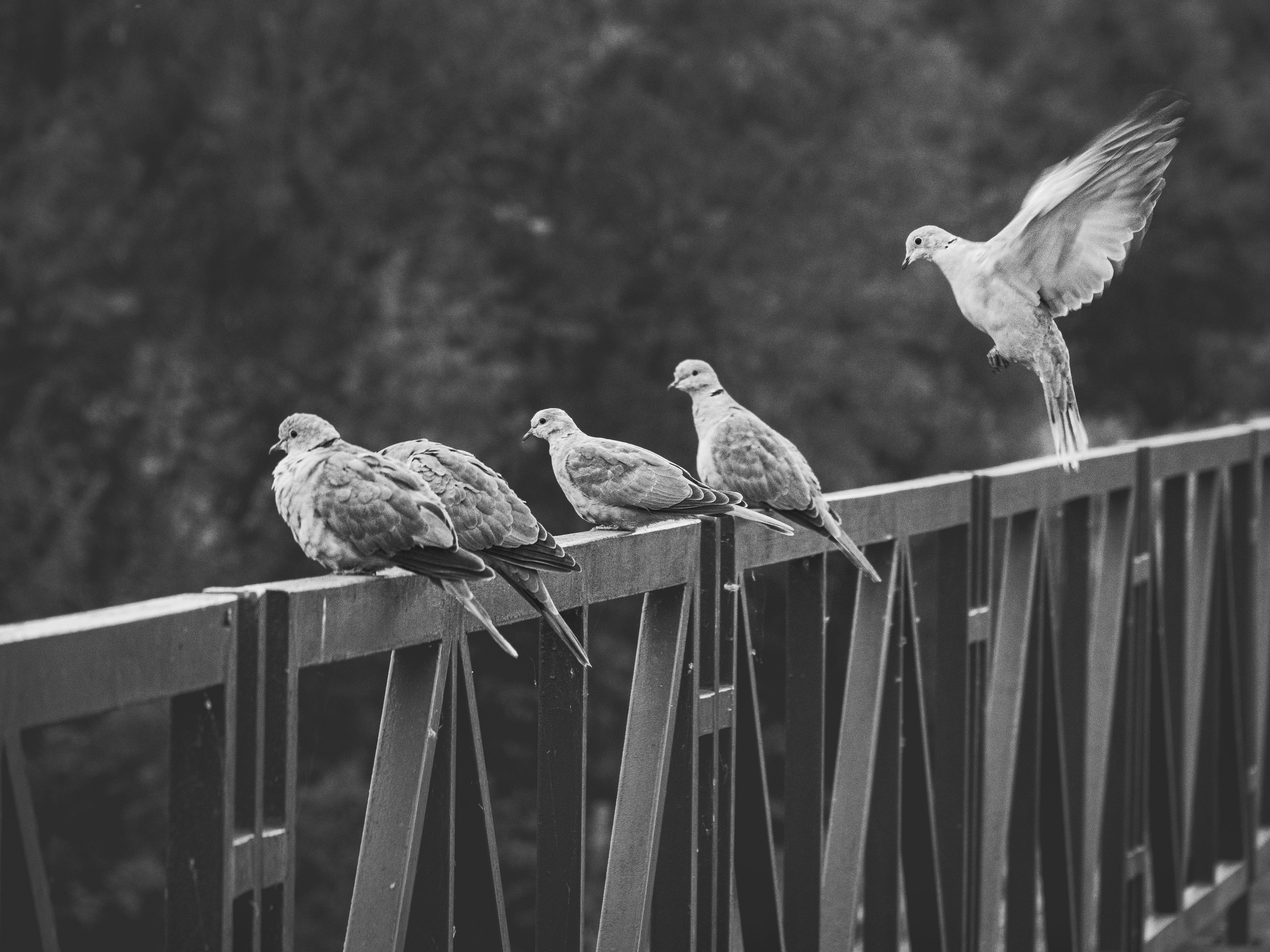 The Flight from the Flock