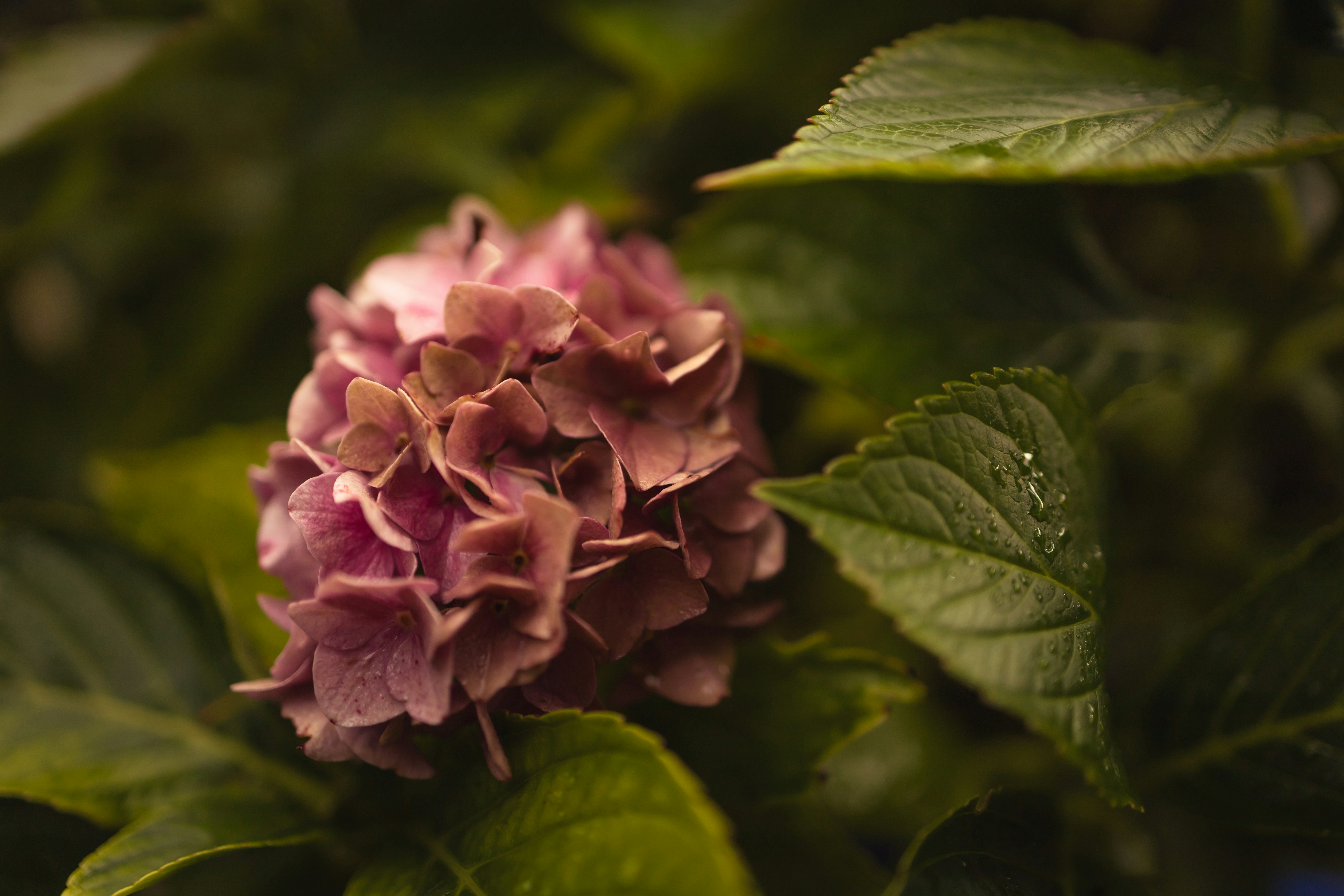 Whispers of Nature: The Hydrangea's Embrace