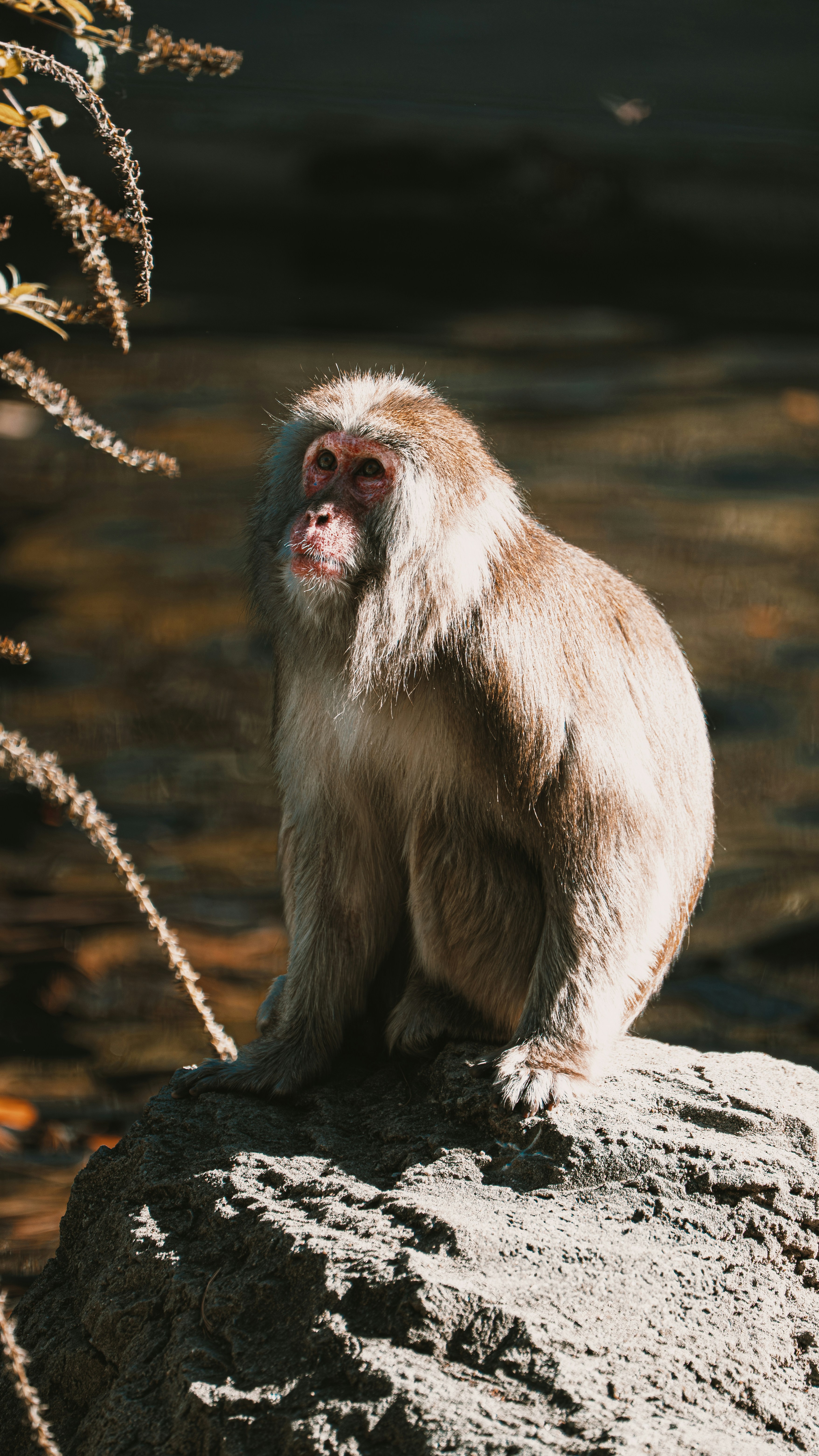 Sunlit Macaque on River Rock: A Moment of Quiet Gaze