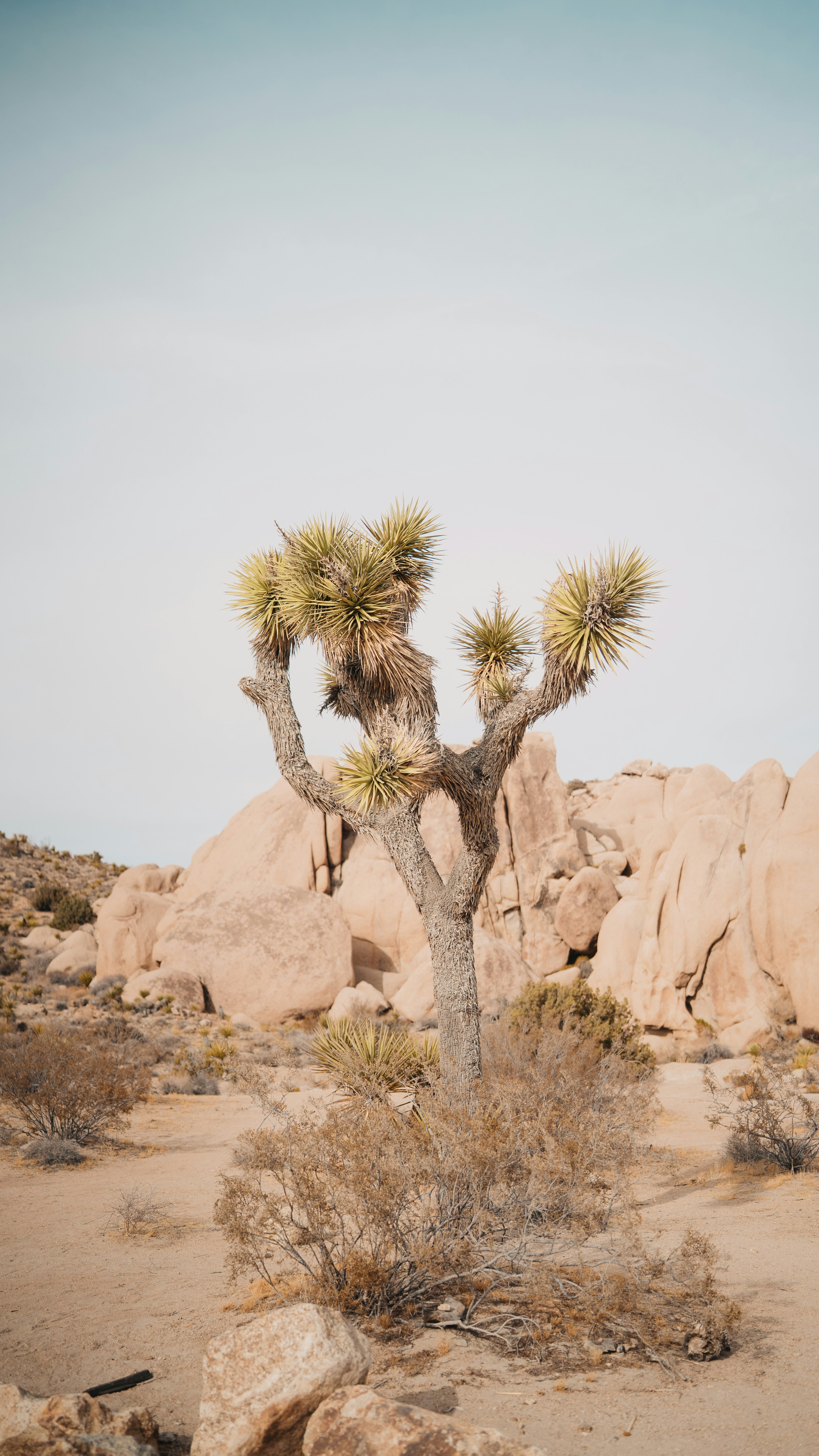 A lone joshua tree stands in a desert landscape.