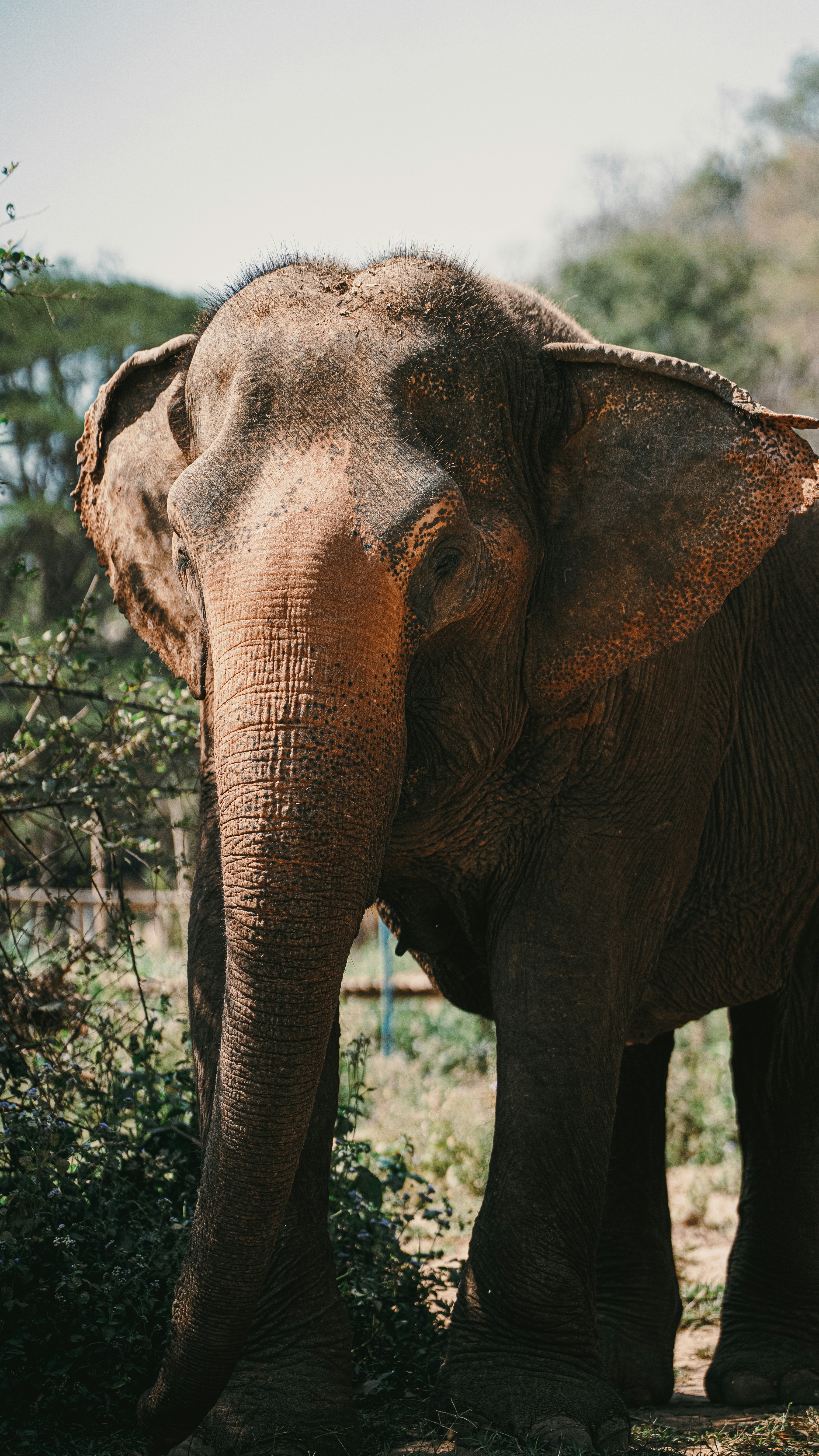 A close-up of an elephant's head and trunk