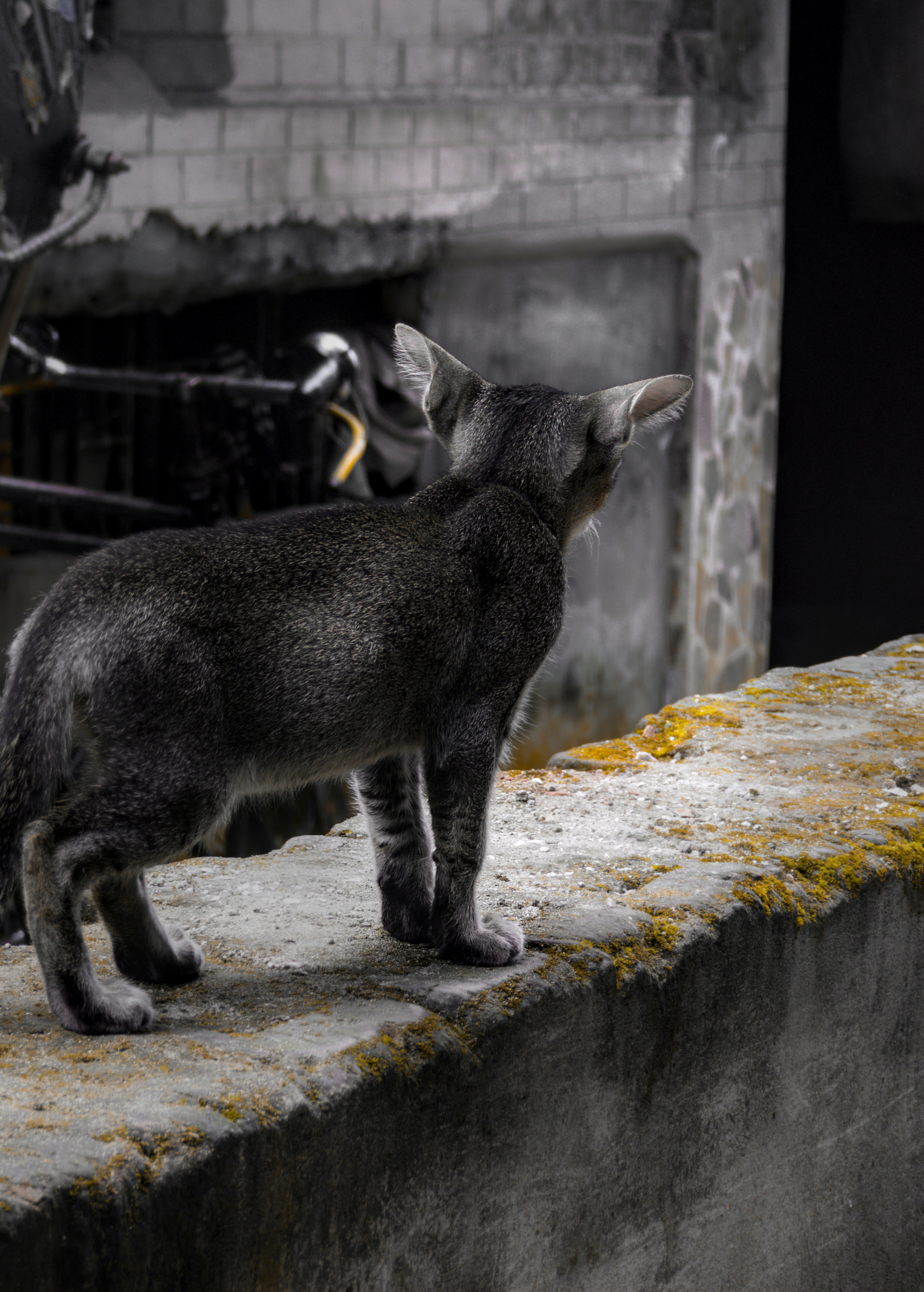Whiskers on the Edge: A Feline's Adventure