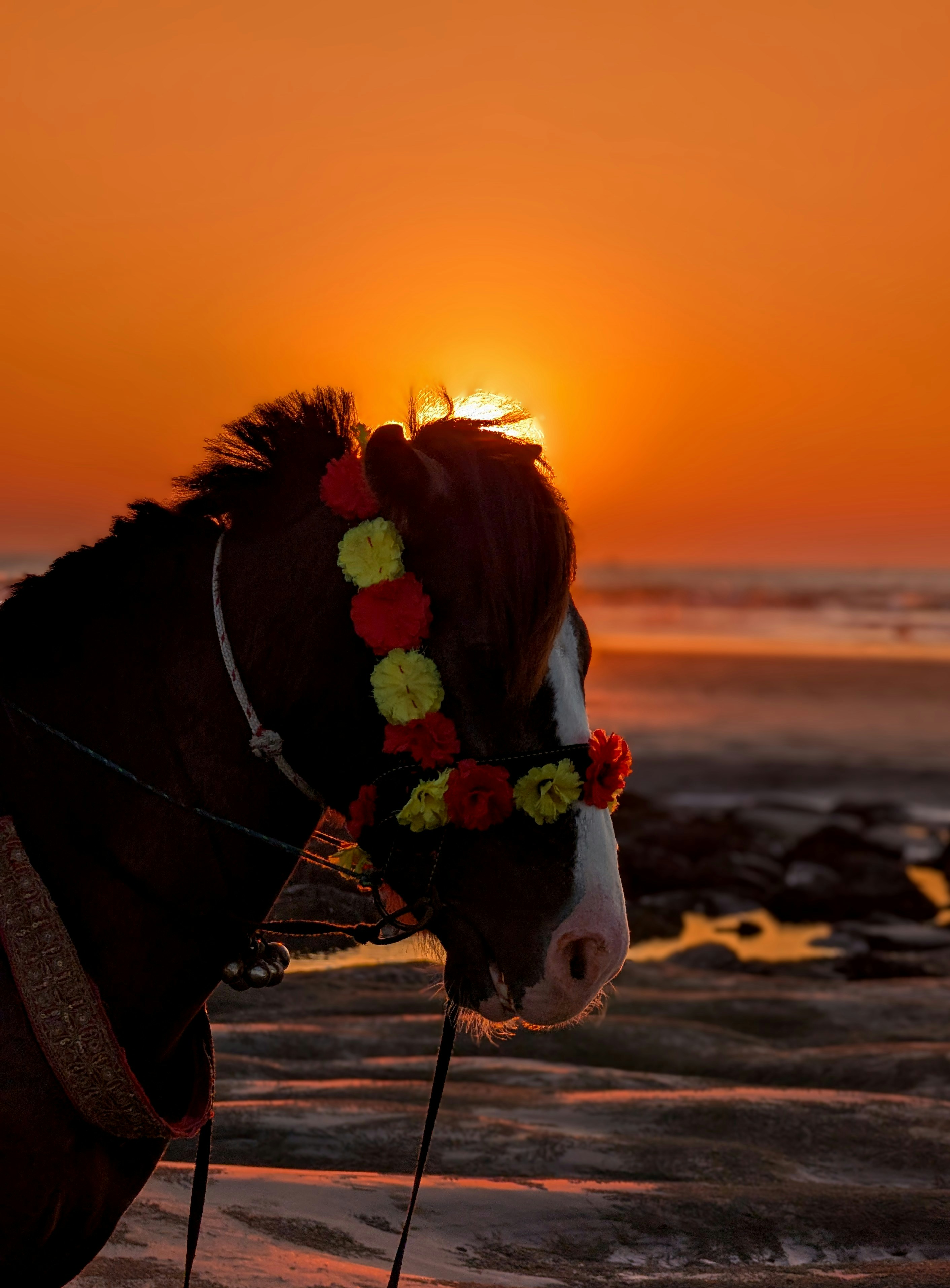 Equine Elegance at Sunset