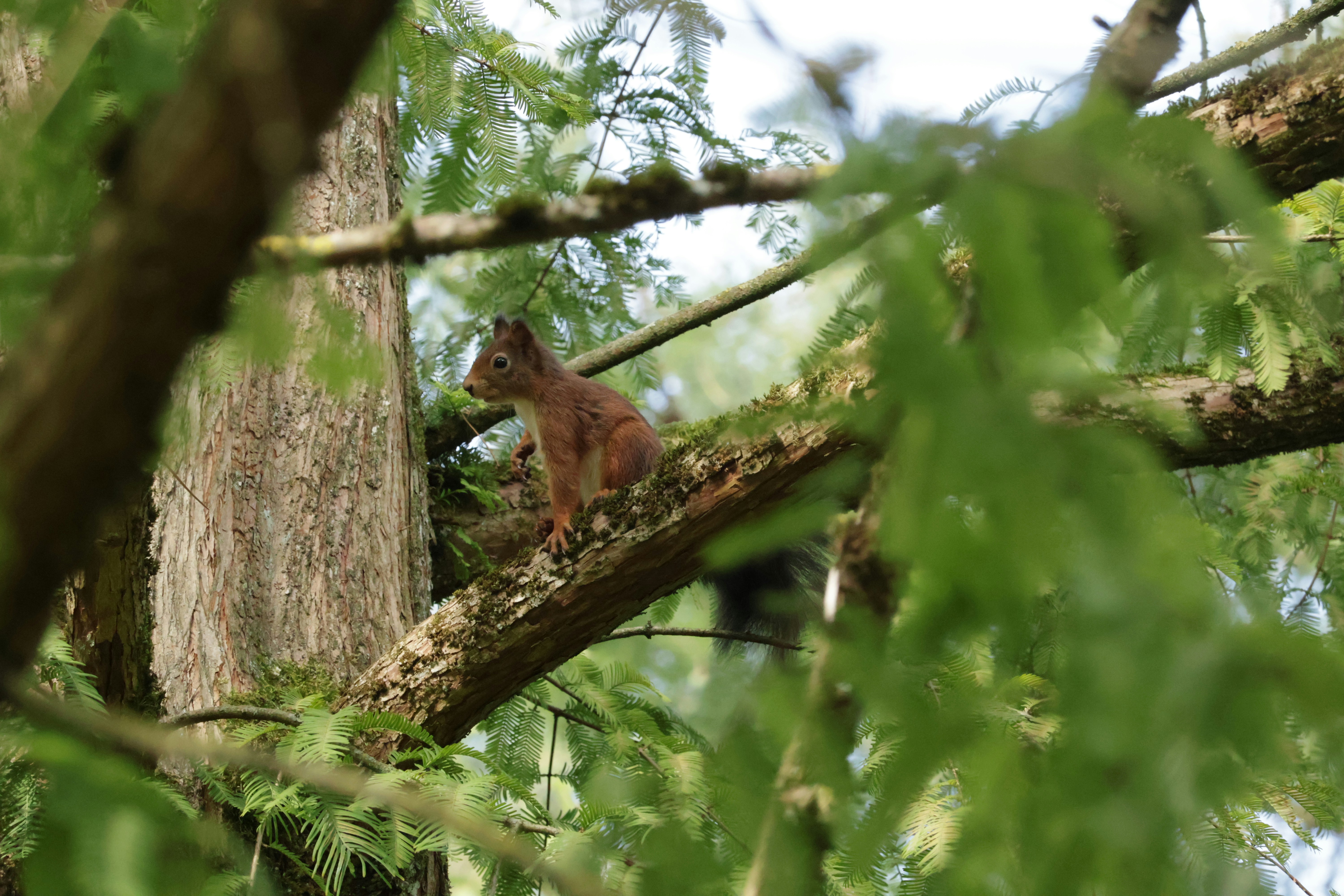 Whiskered Watcher Amidst Nature's Canopy