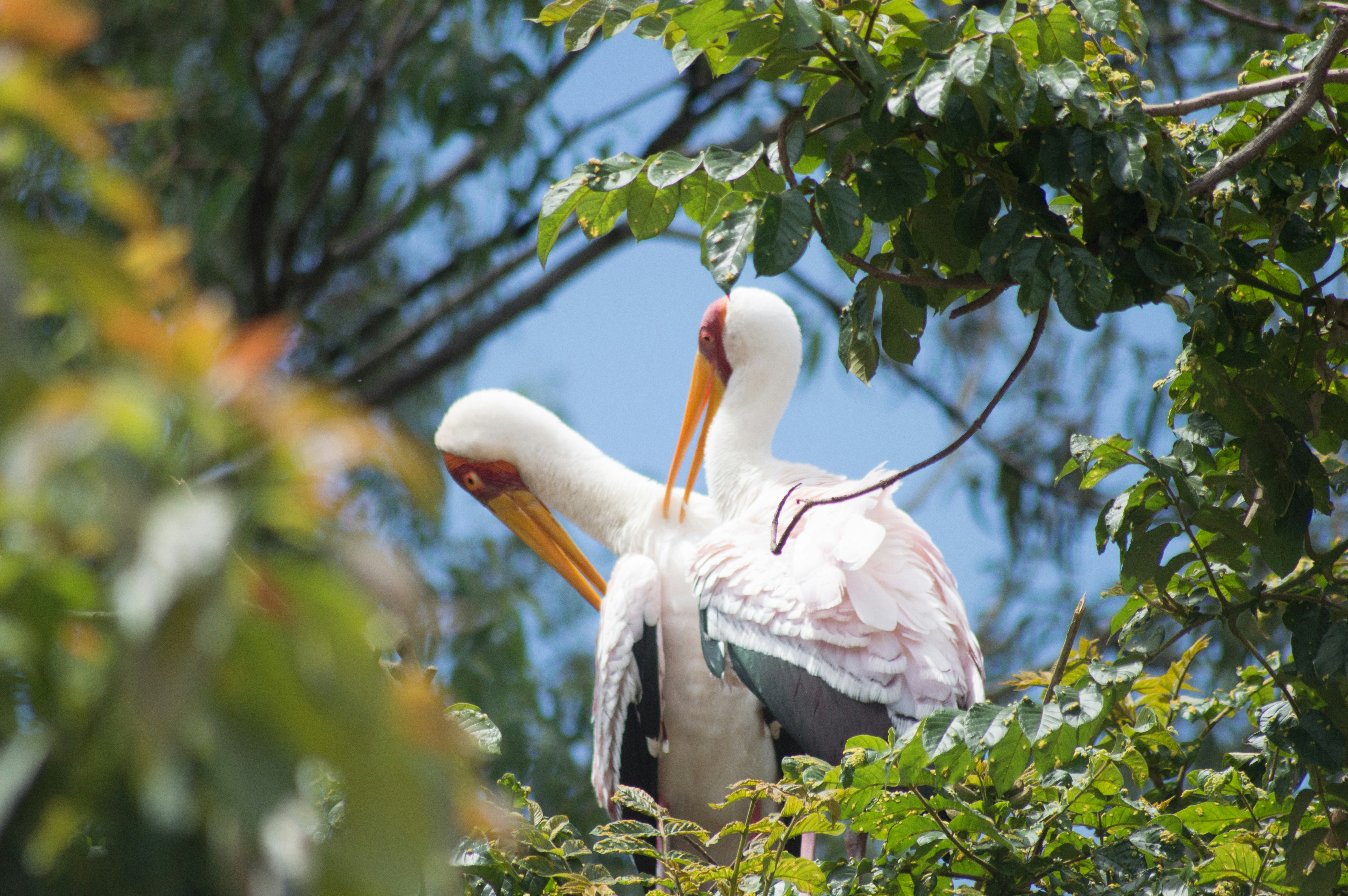Harmony in Nature: A Stork's Embrace