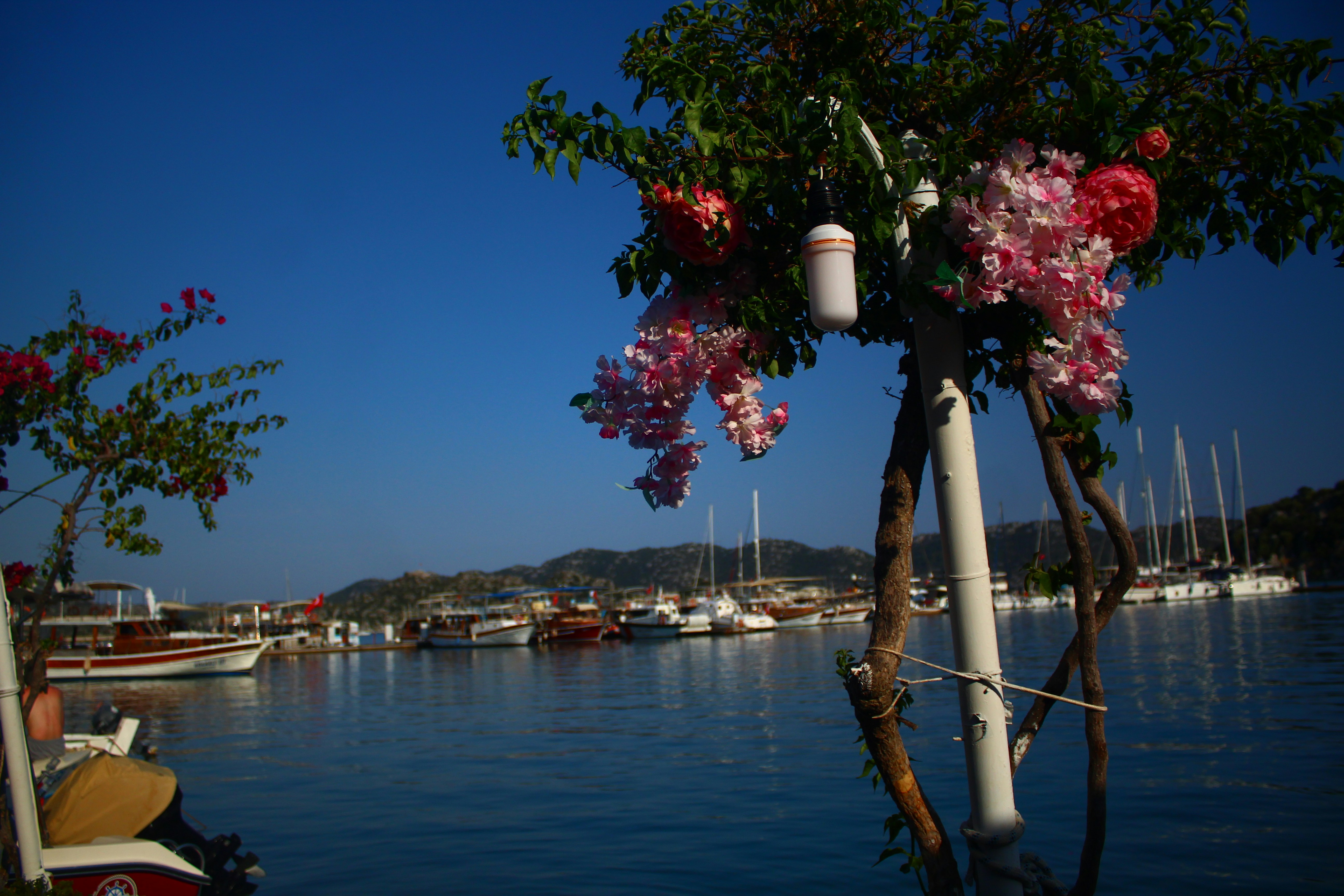 Serenity by the Marina: A Floral Embrace
