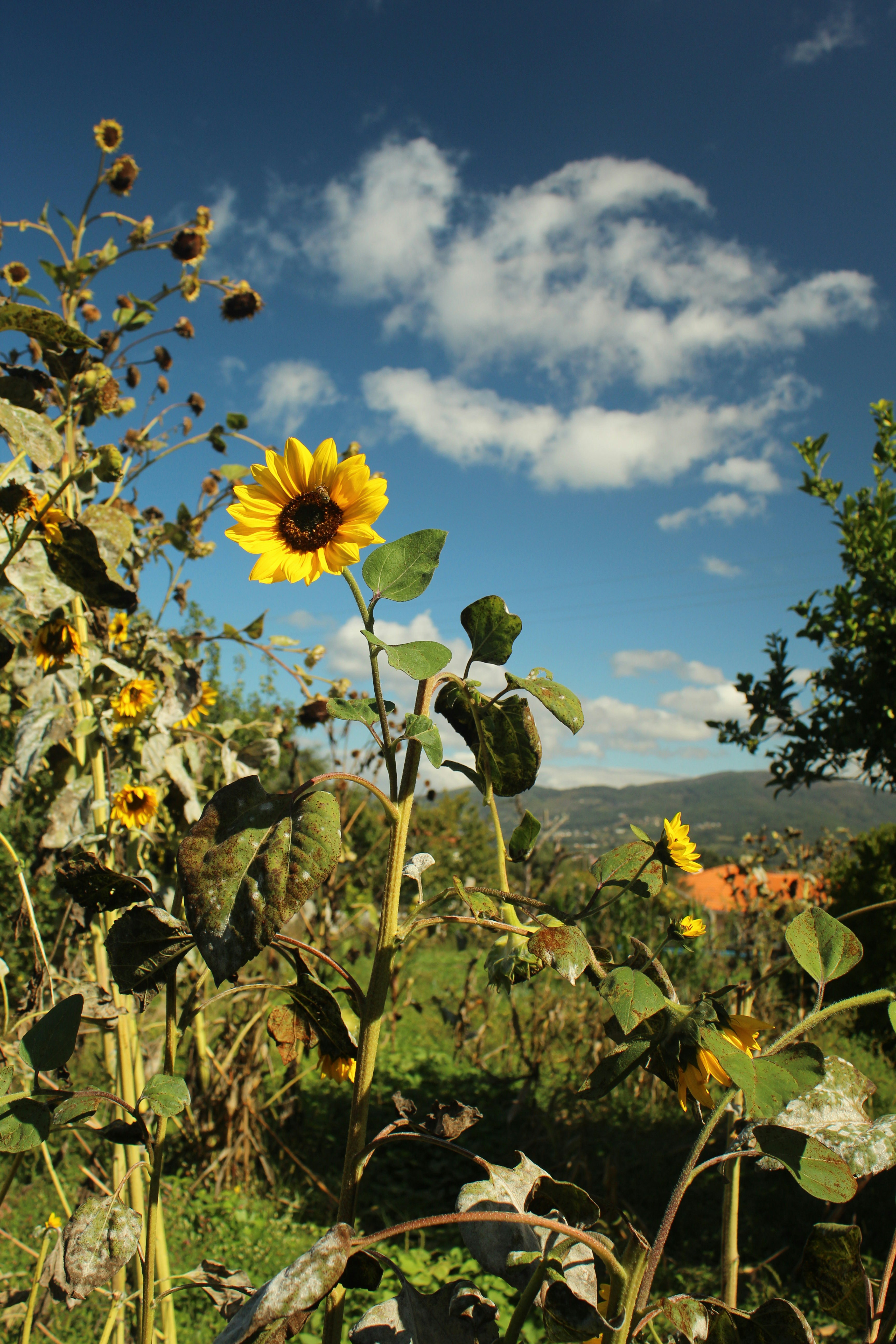Golden Blooms Against a Blue Canvas