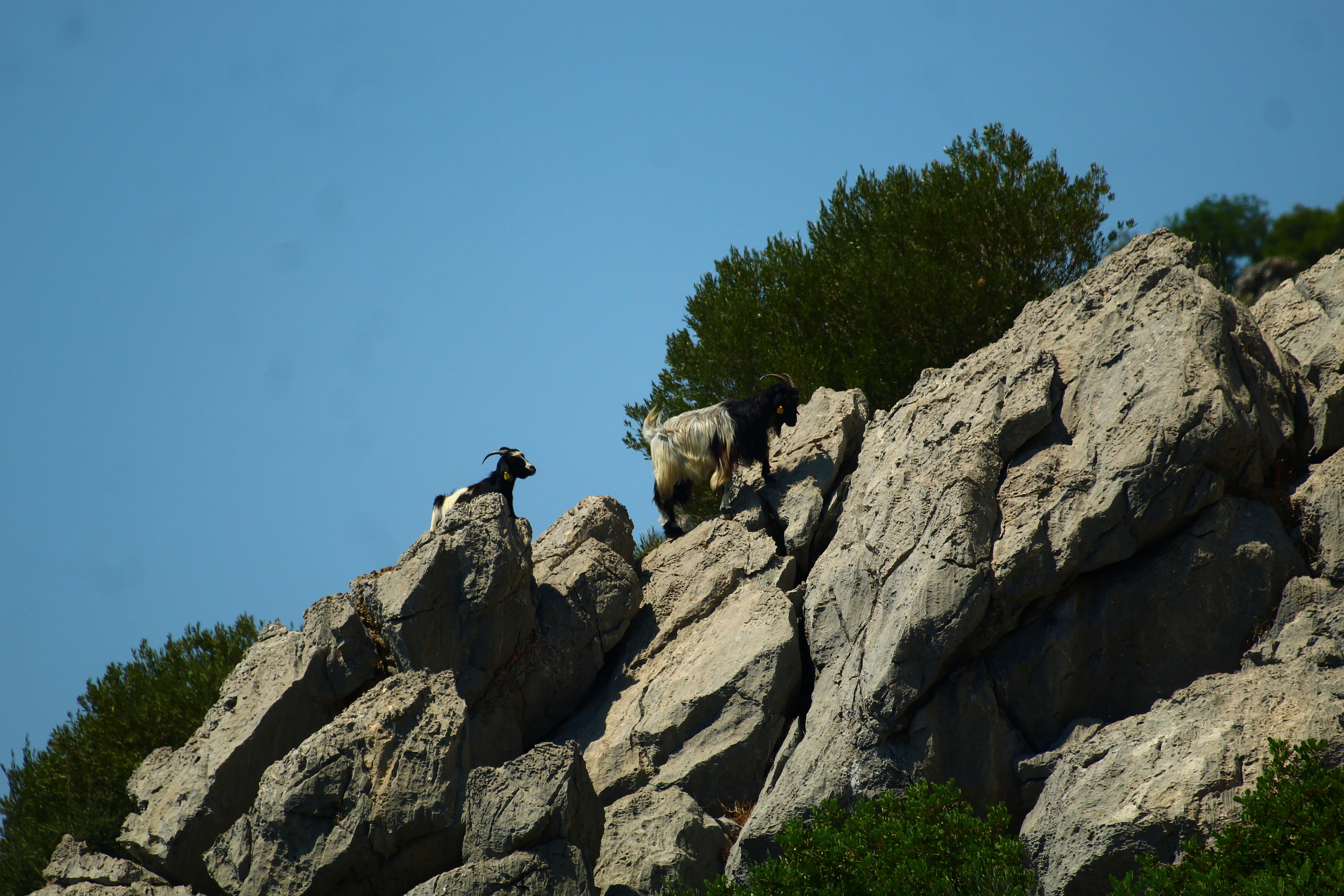 Mountain Goats Navigating Rocky Terrain