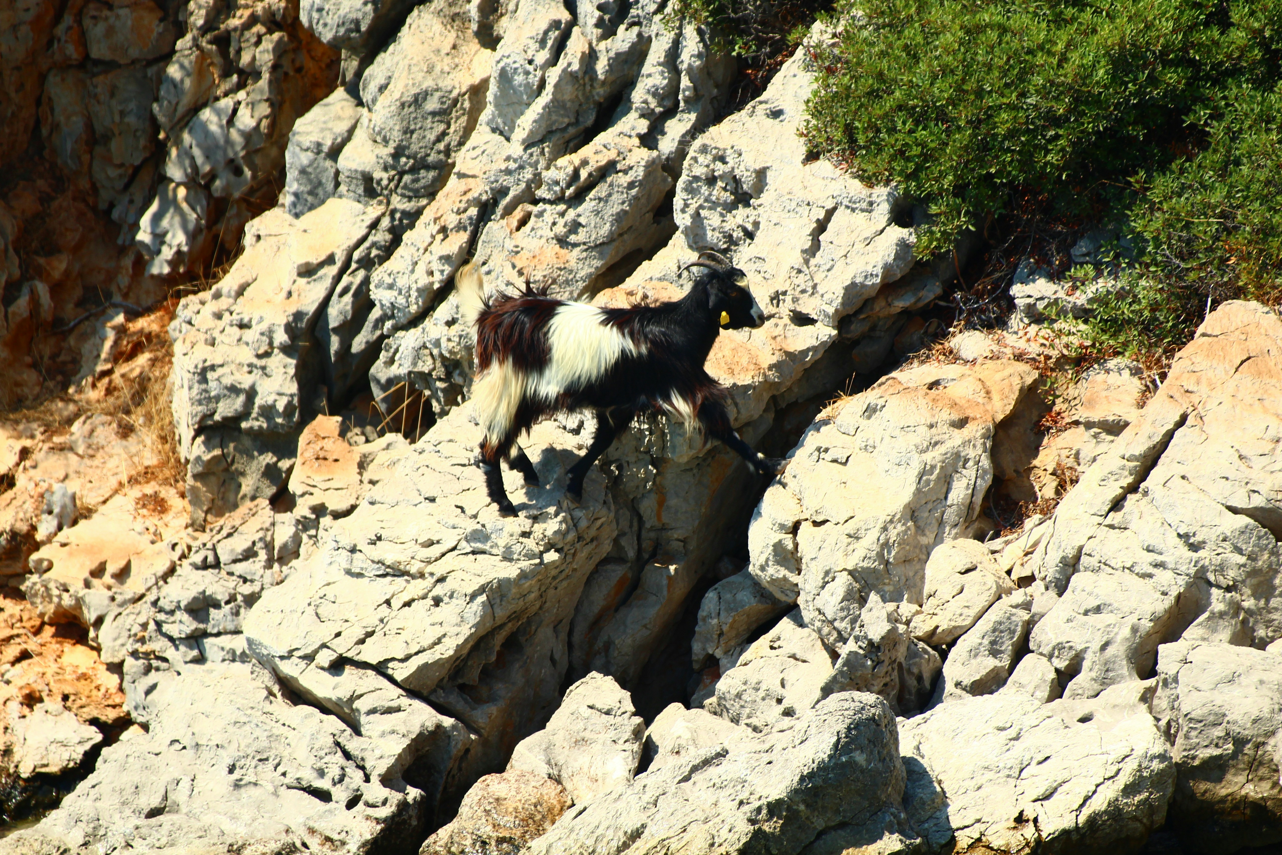 Mountain Goat's Rocky Ascent