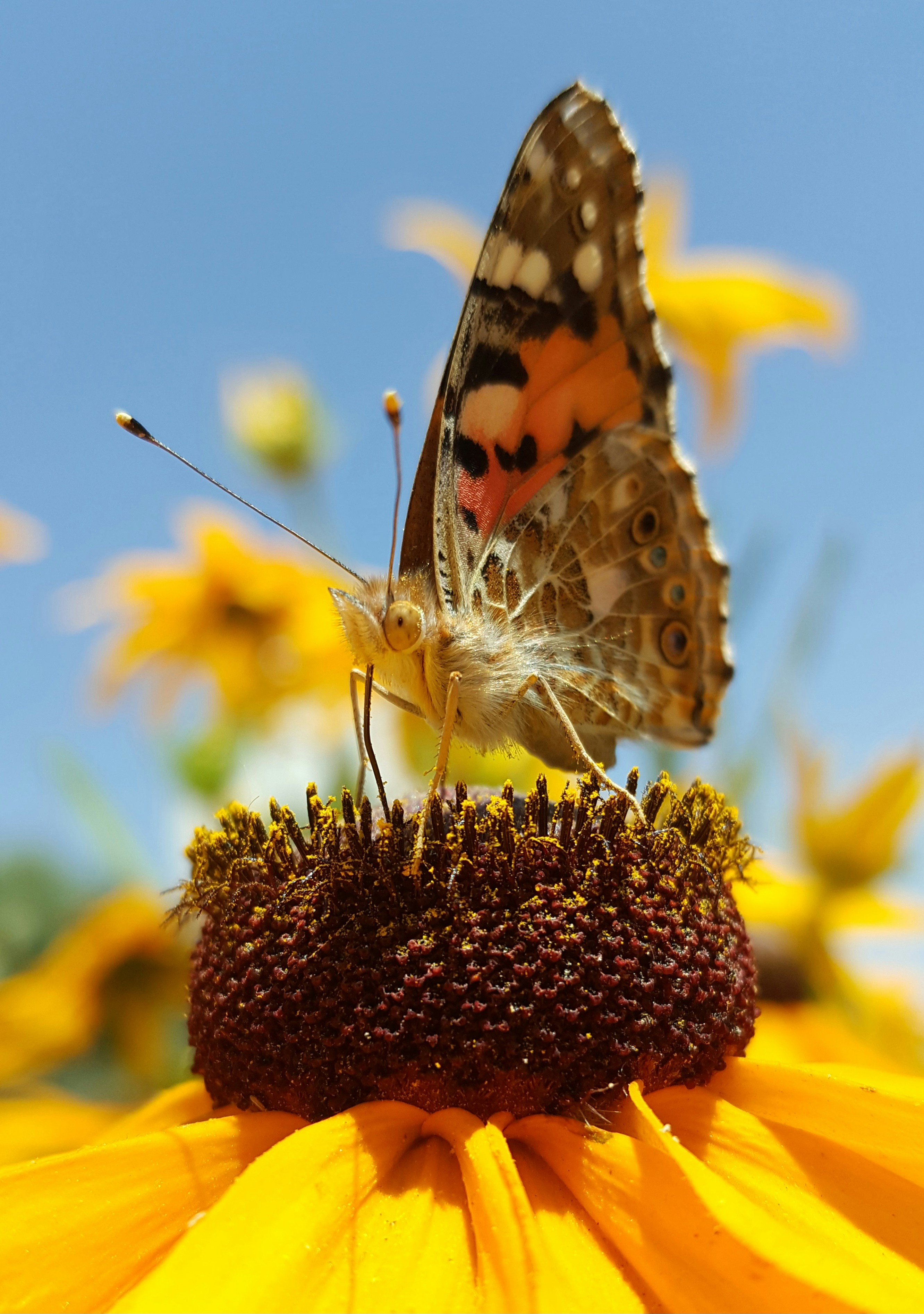 Nature's Delicate Dance: A Butterfly's Moment