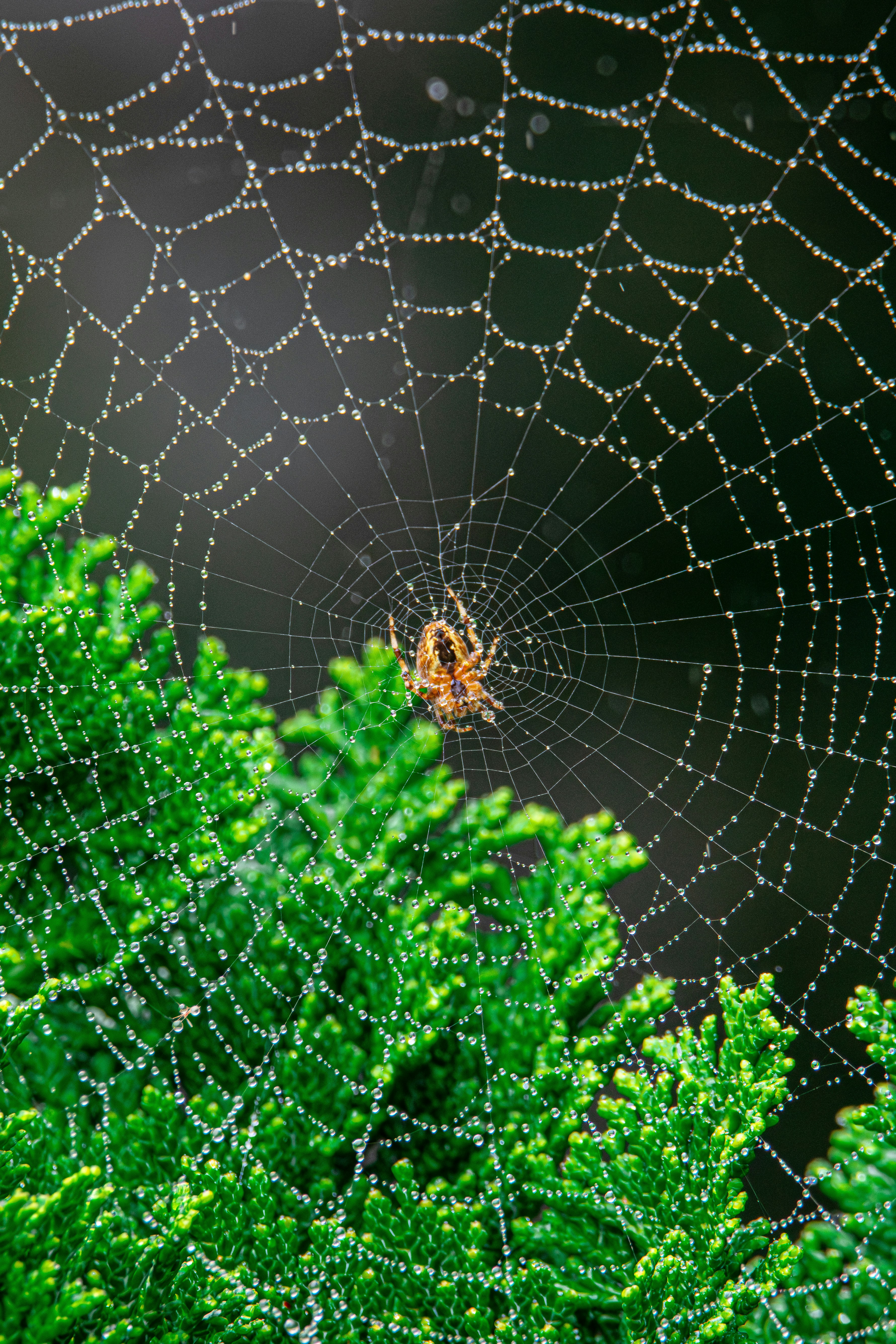 A spider in the rain.
