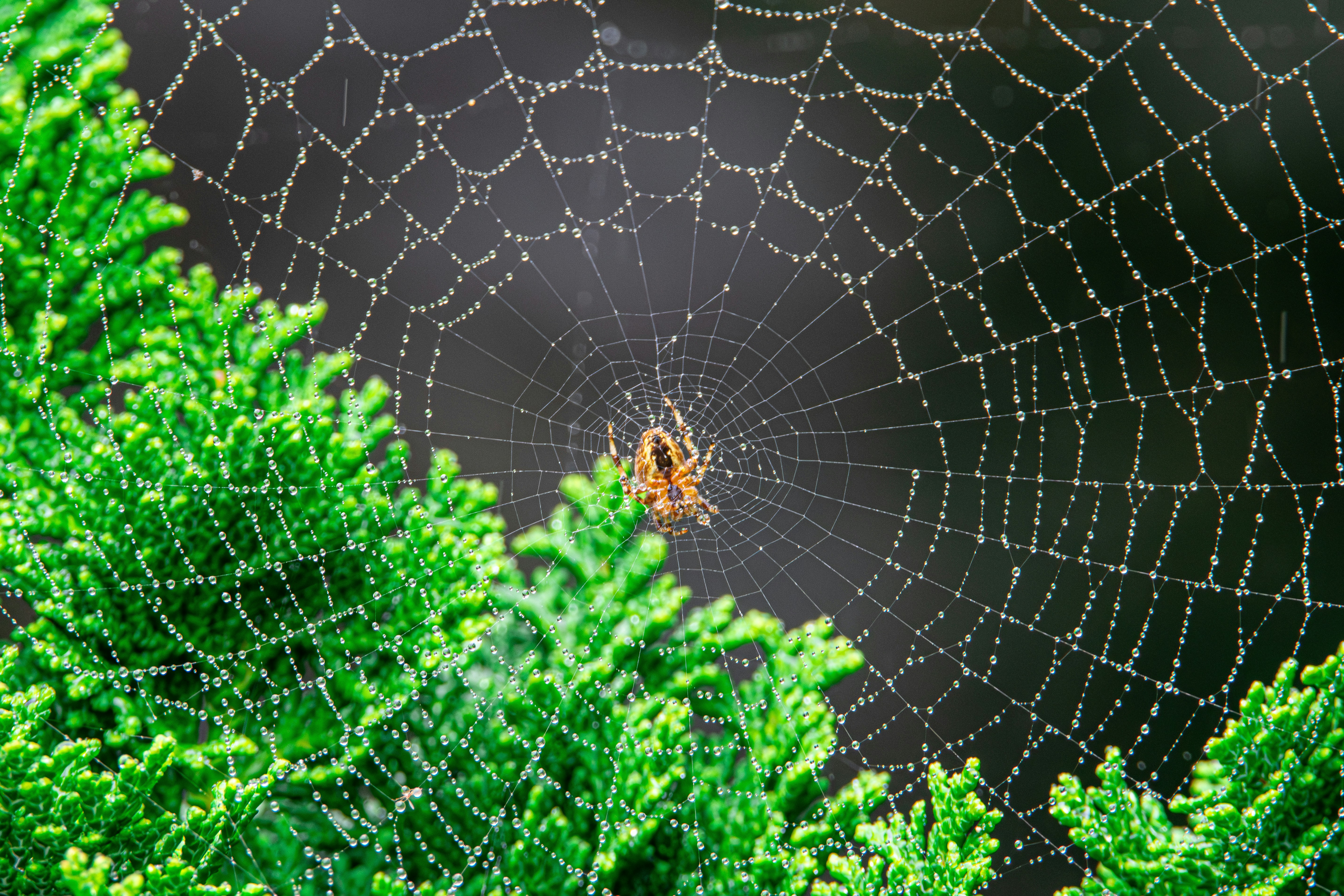Center of the Web: Dew-Glinted Spider Among Needle-green Pines
