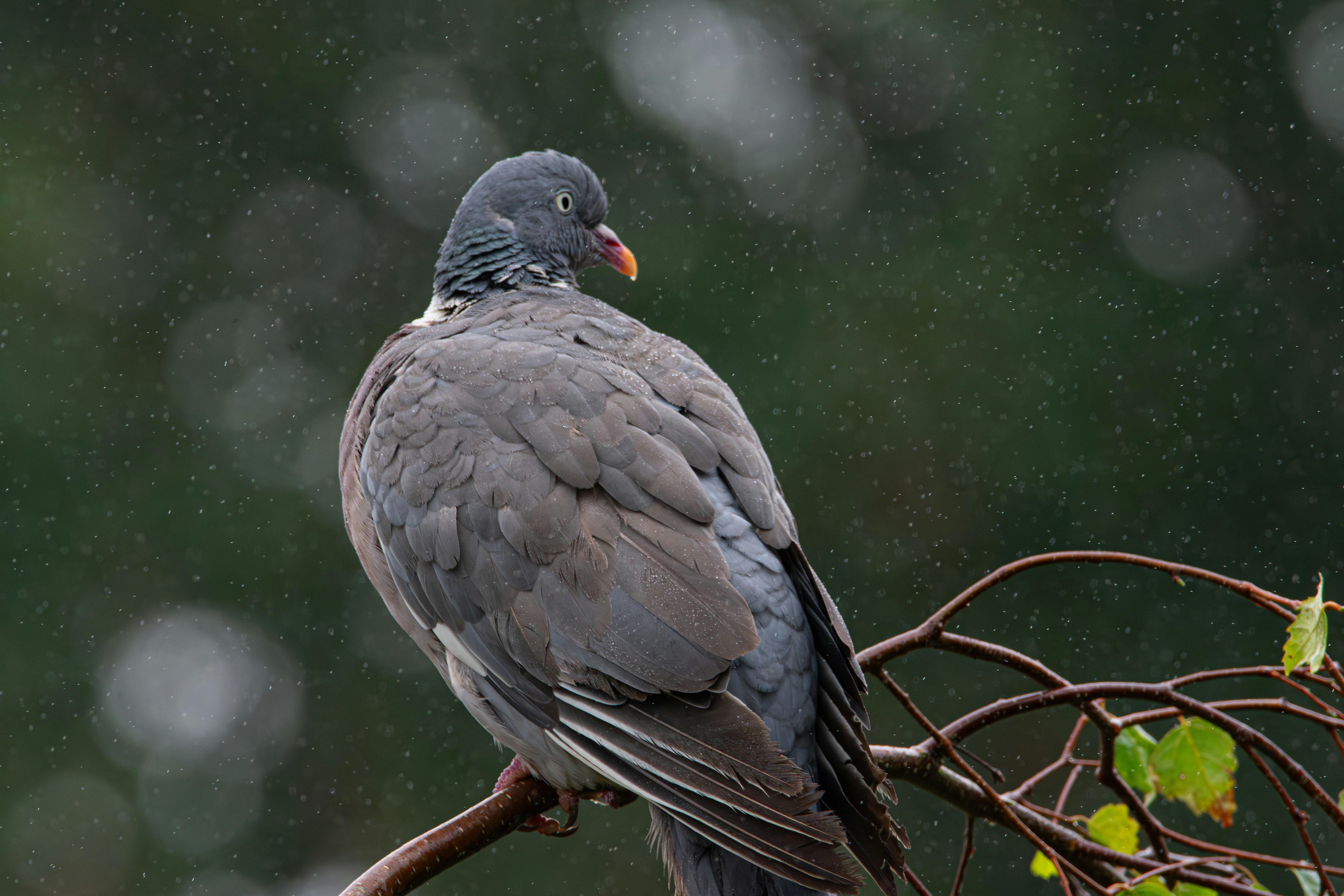 A pigeon perched on a branch in the rain.
