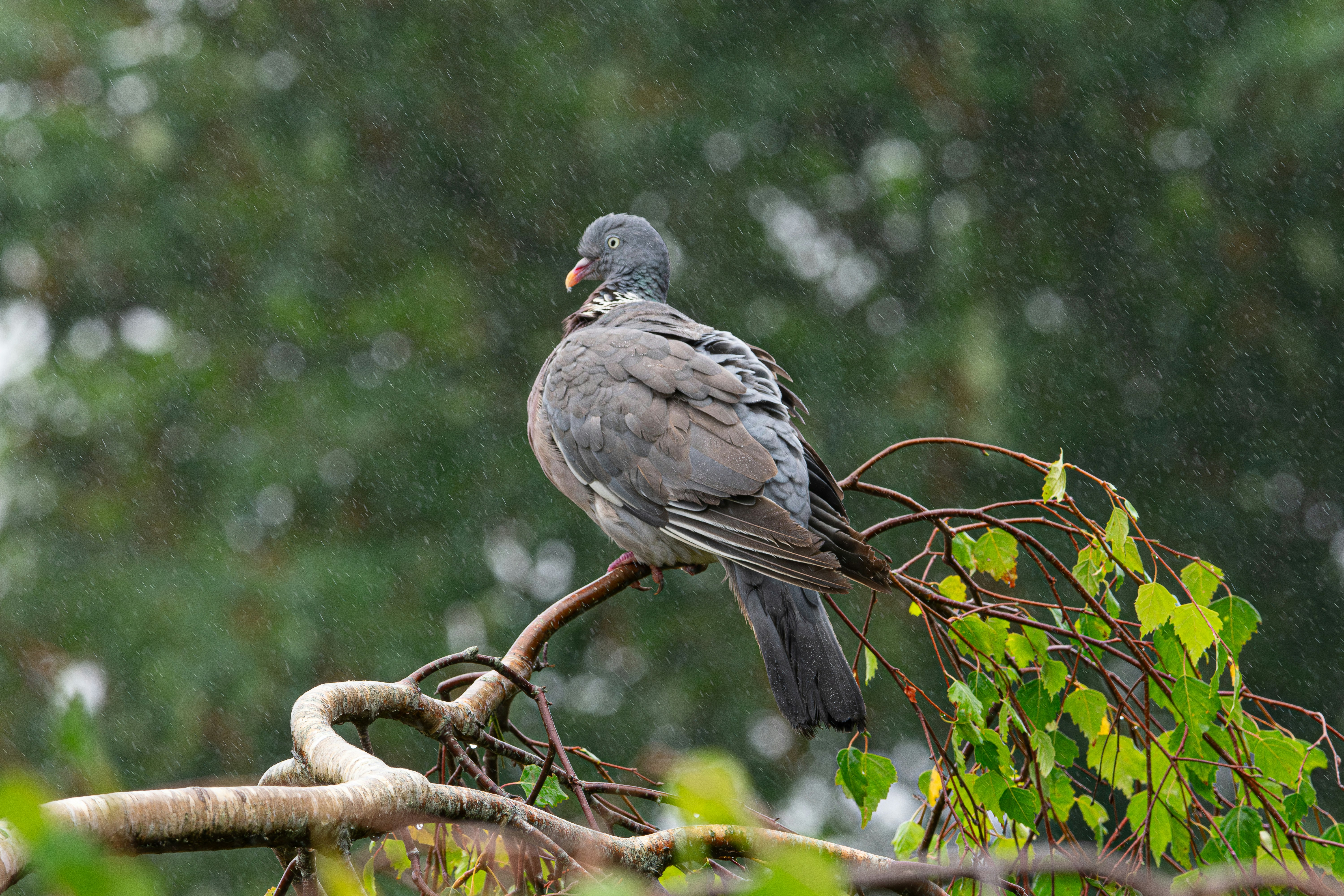 The Solitary Sentinel: A Pigeon Amidst the Rain