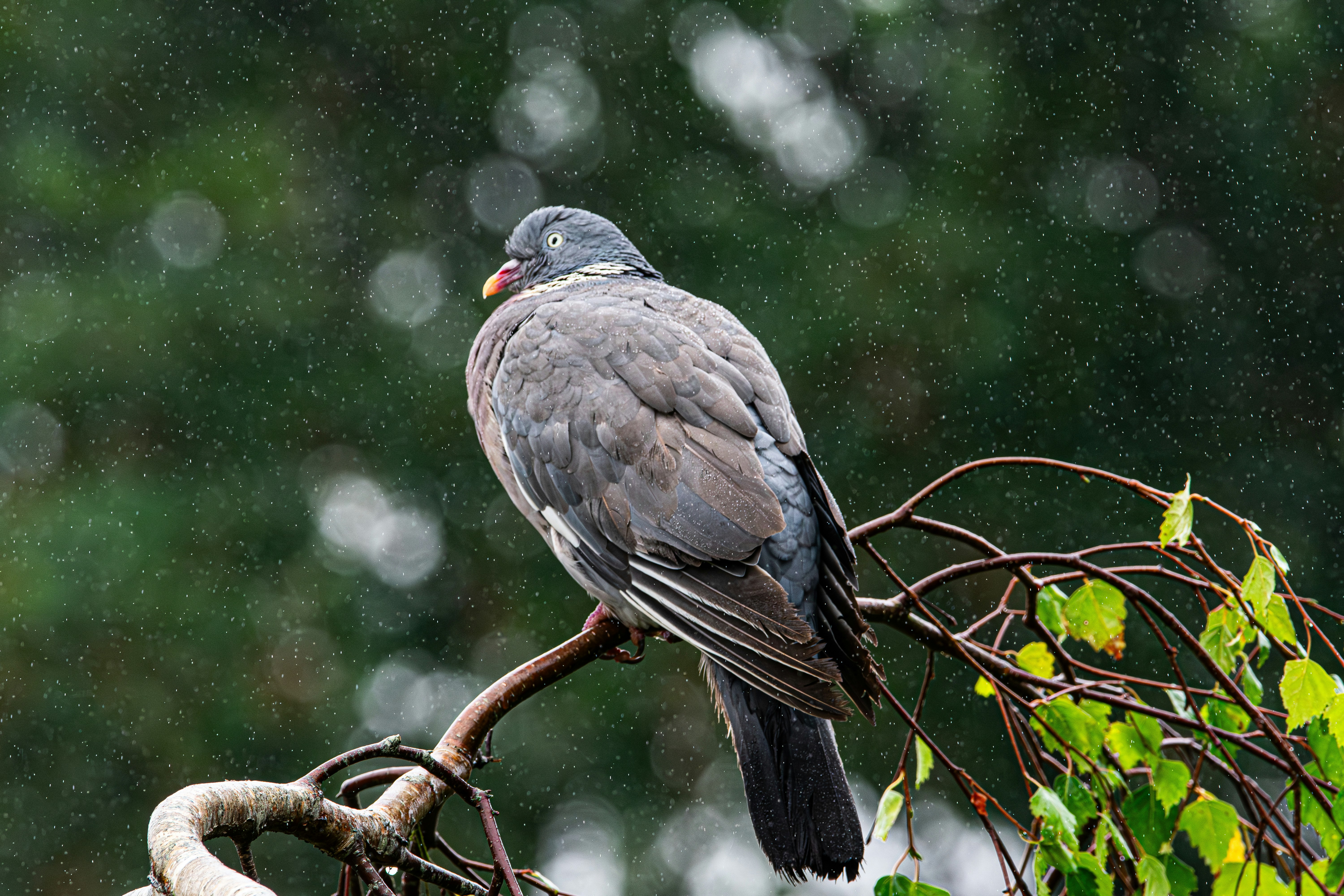 Rainy Perch: A Moment of Solitude