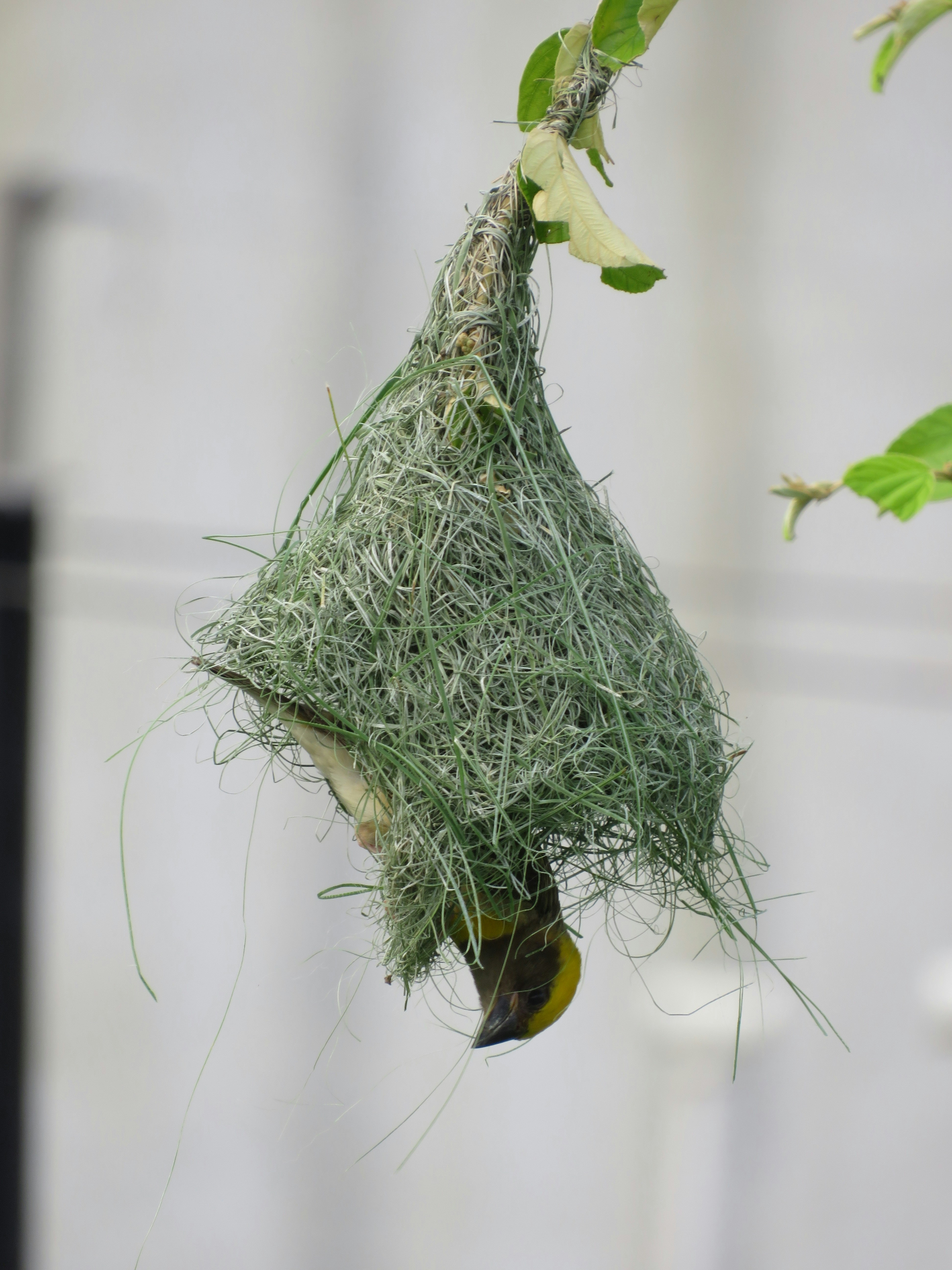 Nest Weaving Mastery: A Bird's Craftsmanship on Display