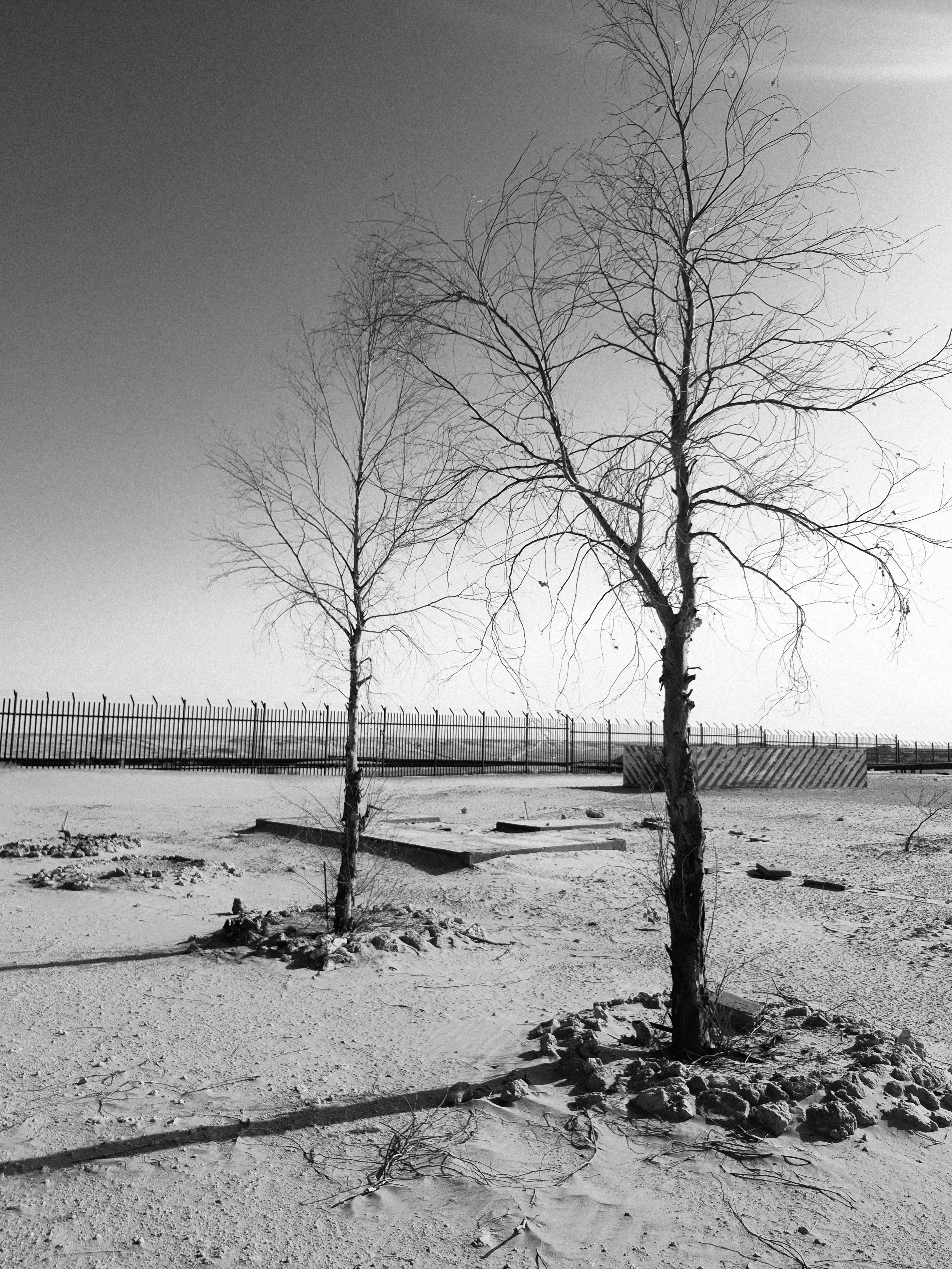 Two bare trees stand against a stark, sandy backdrop, their shadows stretching across the ground. A distant fence outlines the horizon.