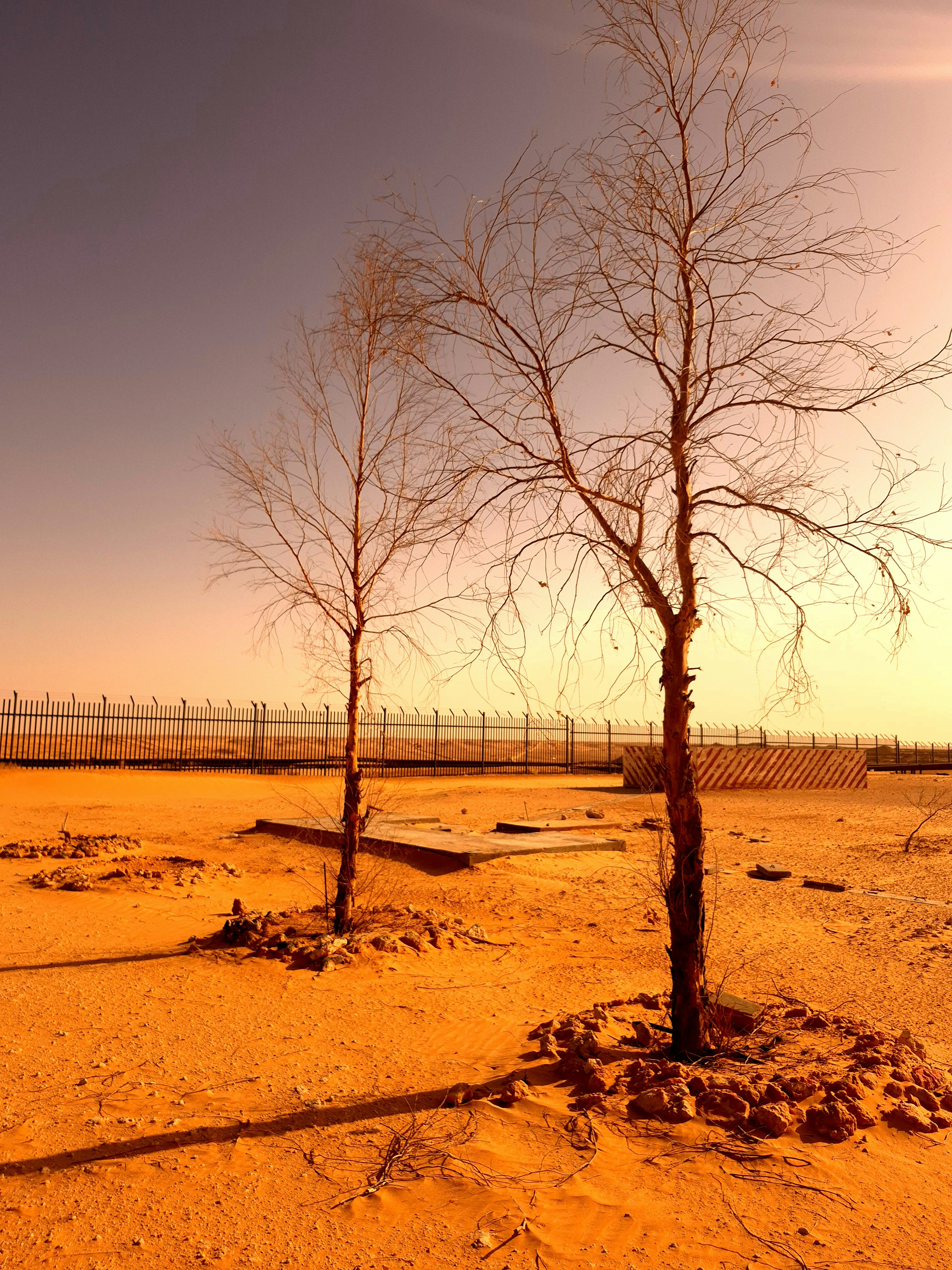 Two bare trees in a dry, sandy landscape at sunset.