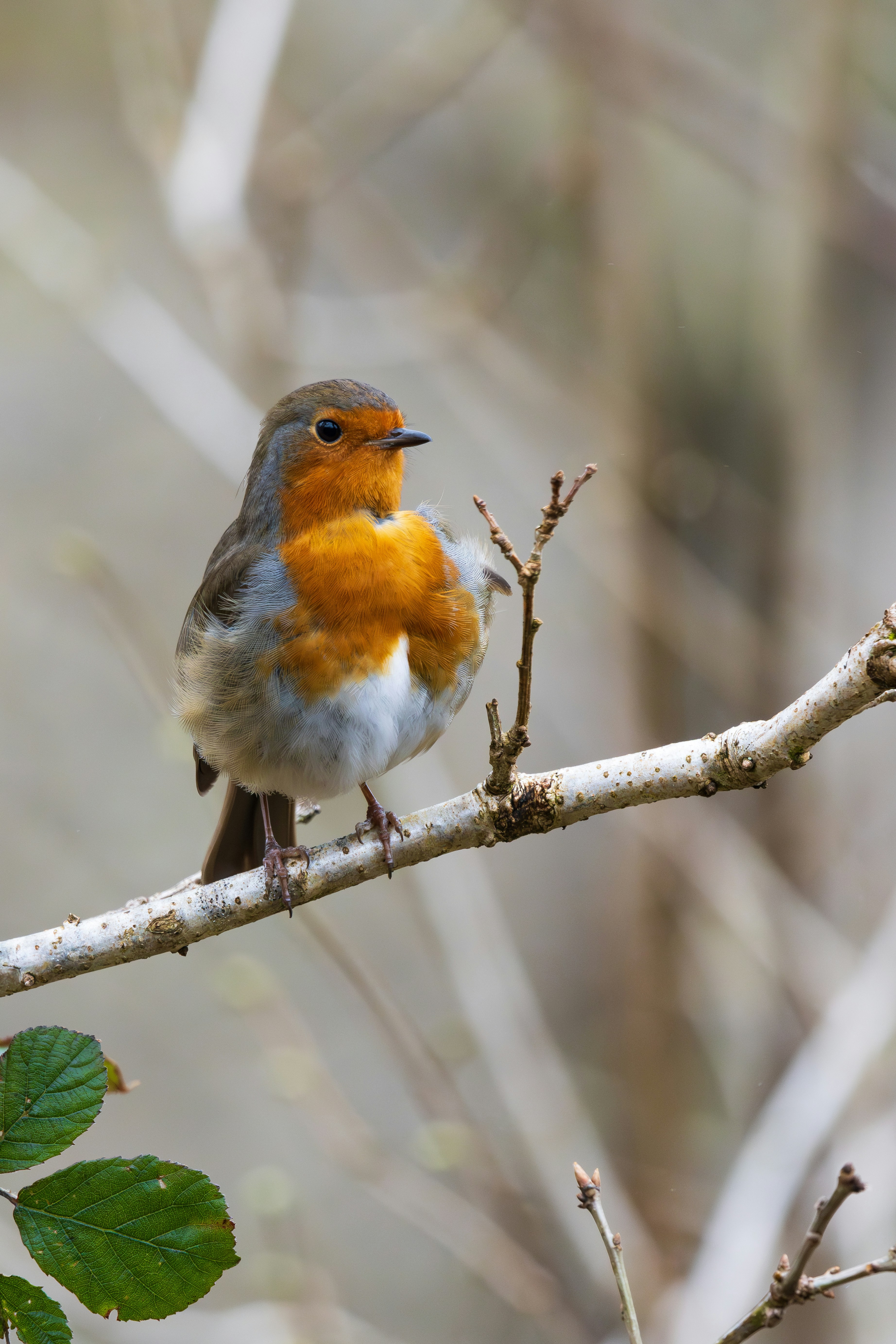 A Feathered Serenade in Nature's Embrace