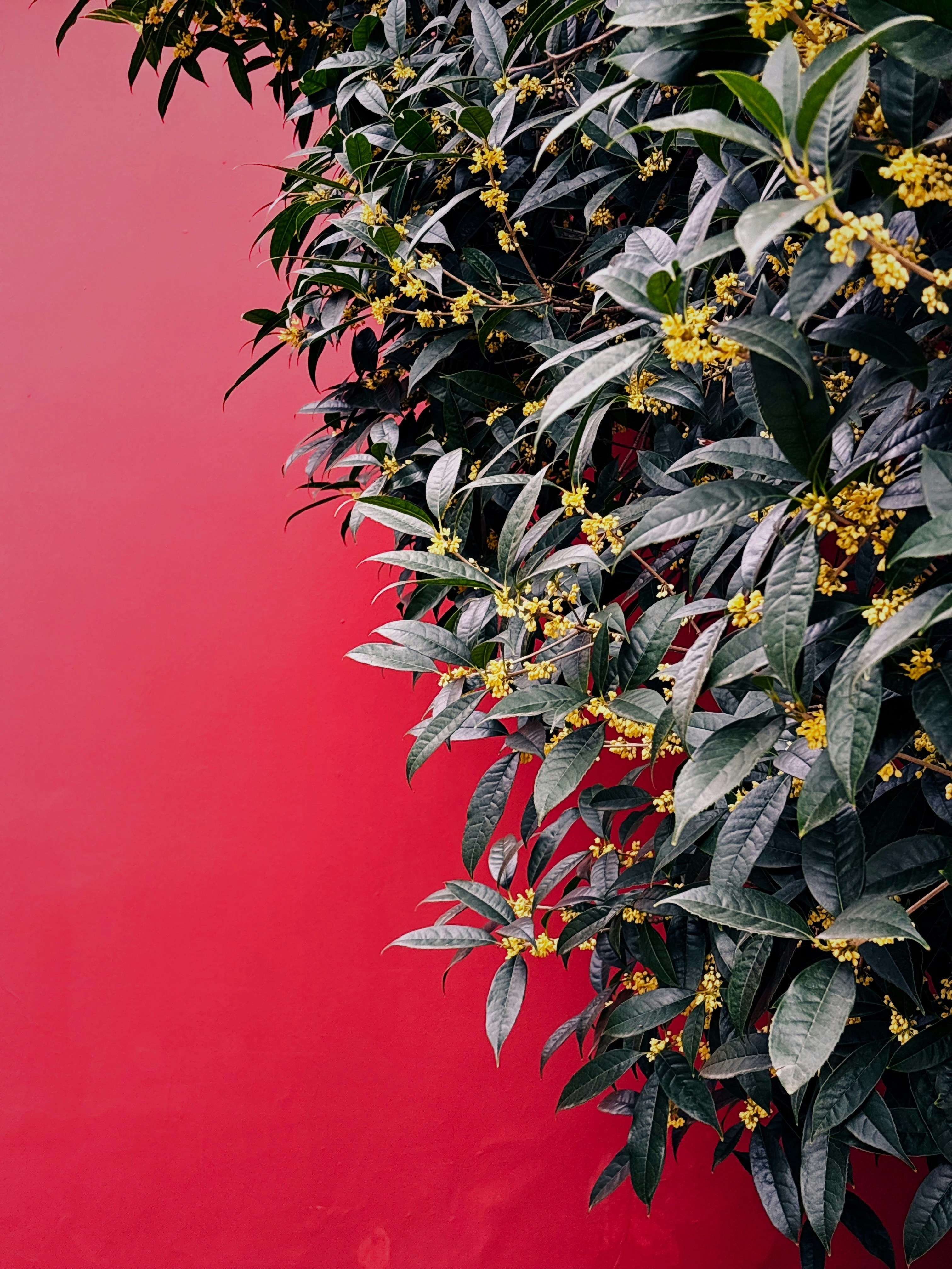 Crimson Backdrop Framed by Golden Flower Clusters on Dense Foliage