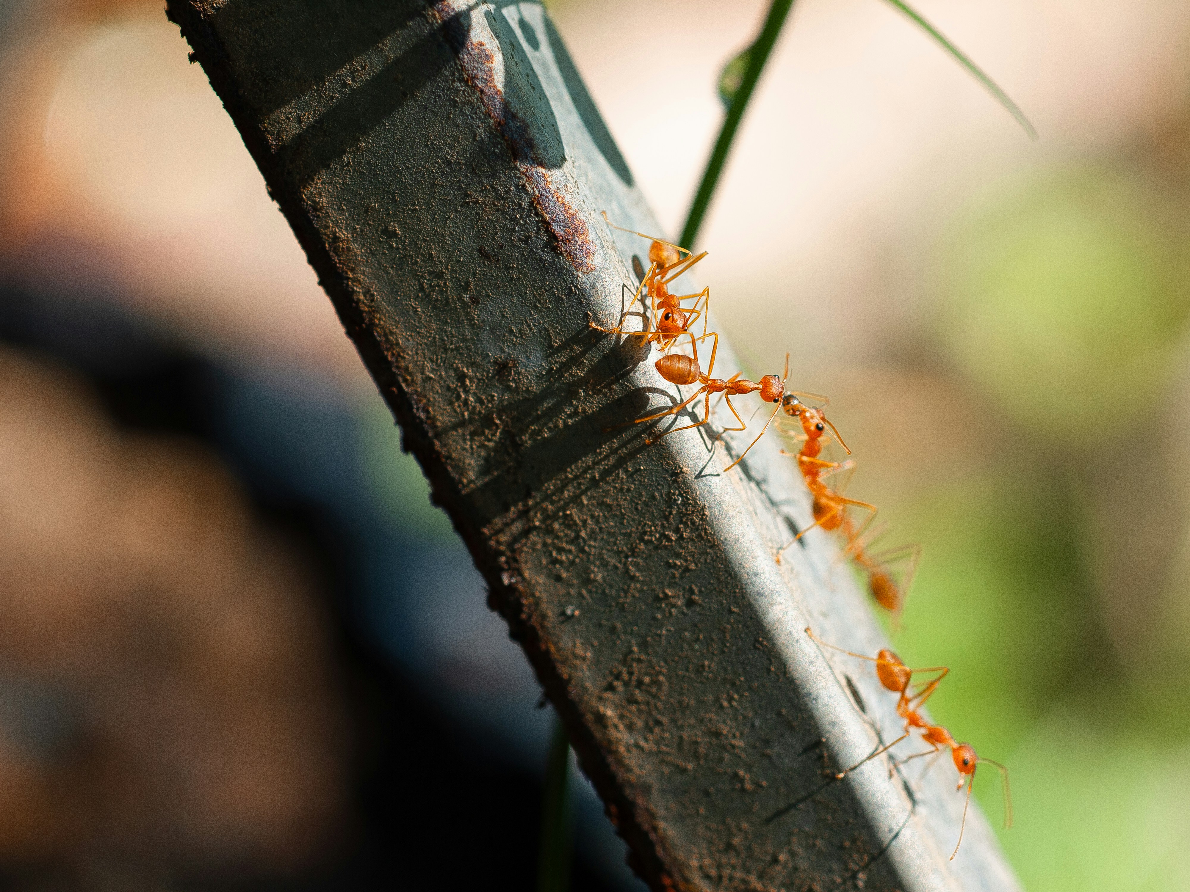 A line of orange ants navigating a textured surface, casting intricate shadows in the sunlight.