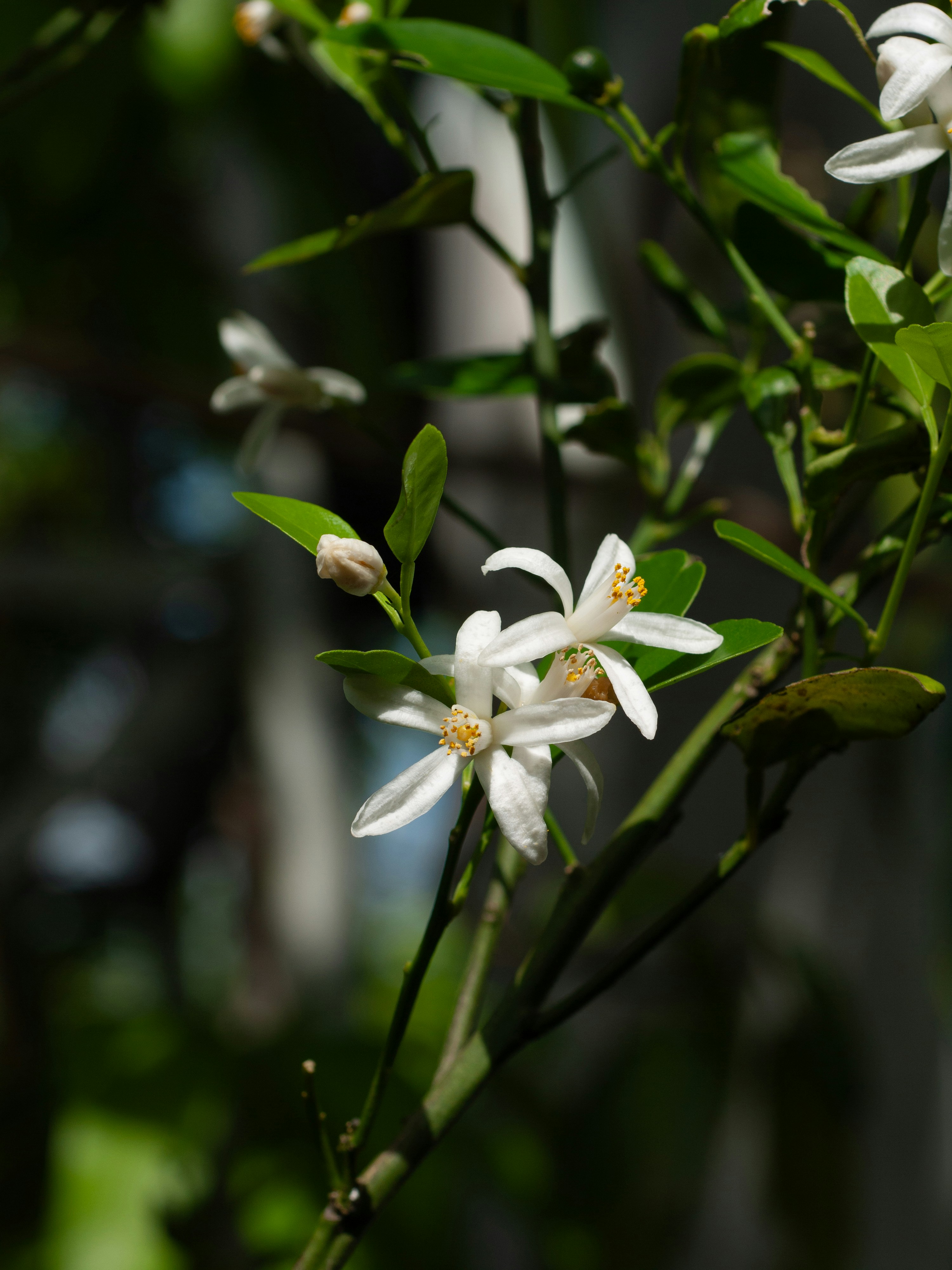 Delicate white citrus blossoms on a green branch.