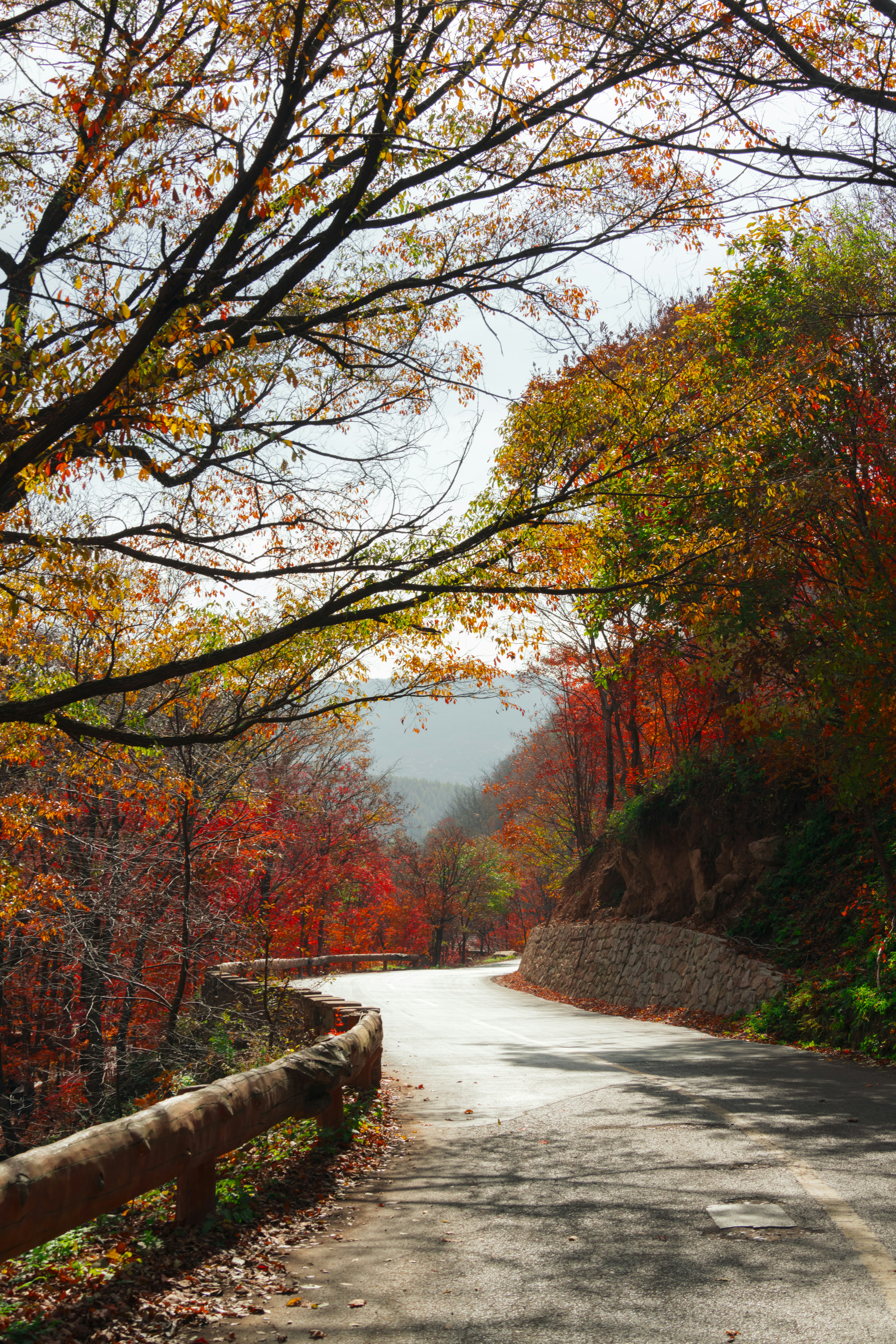 Autumn's Embrace: A Winding Journey Through Color