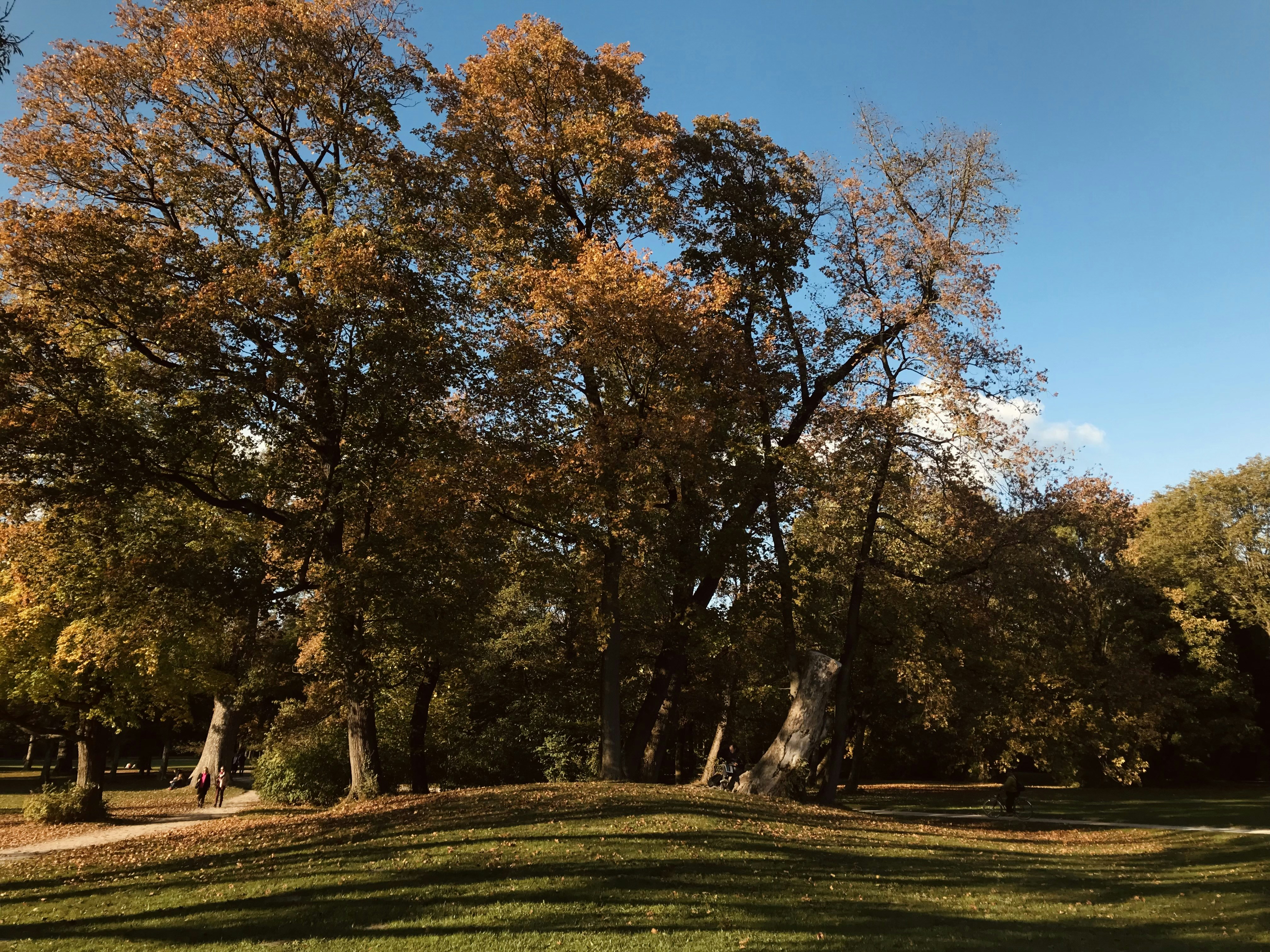 A cluster of trees adorned with autumn foliage stands proudly on a grassy knoll under a clear blue sky.