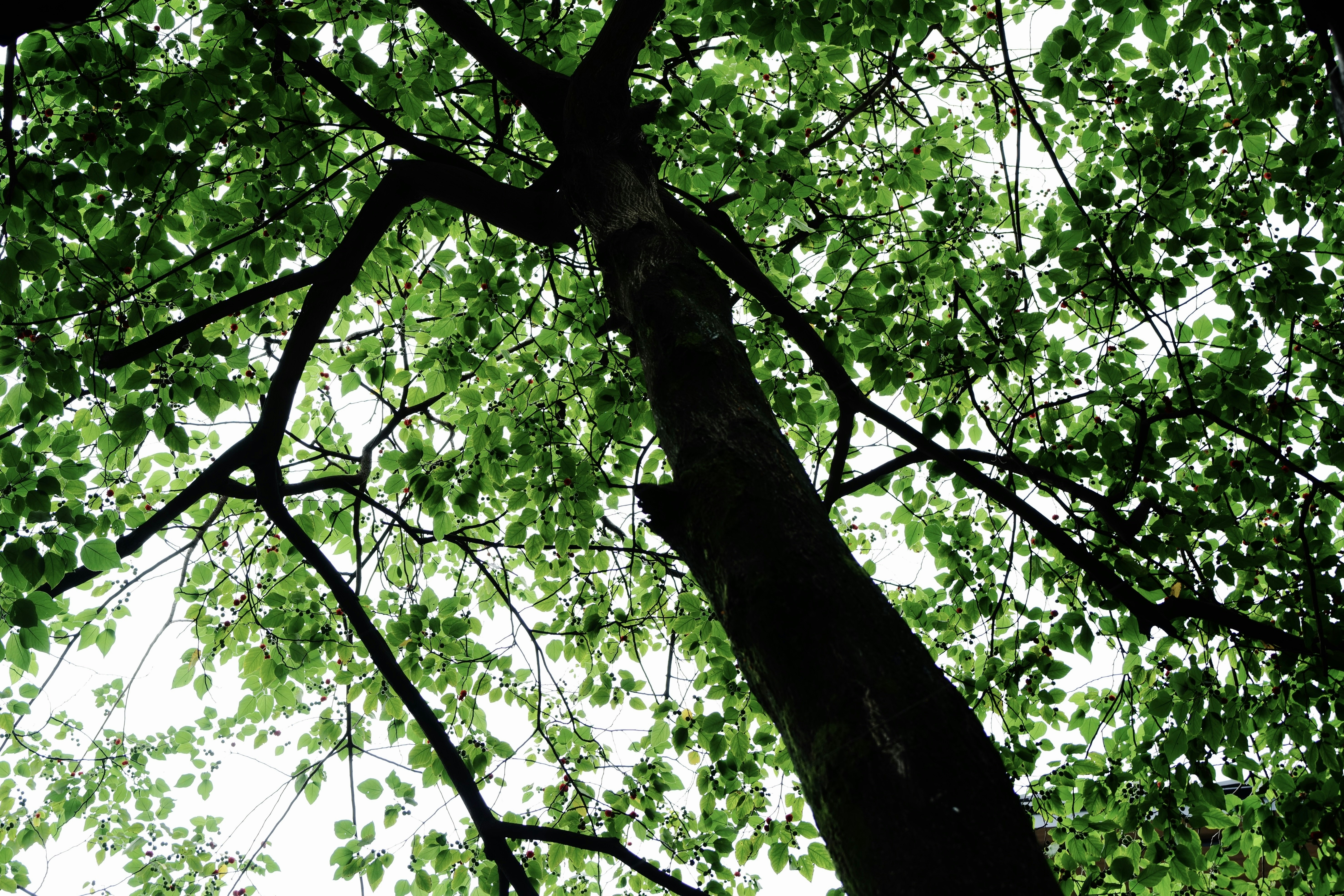 Canopy of Serenity: A Nature's Embrace