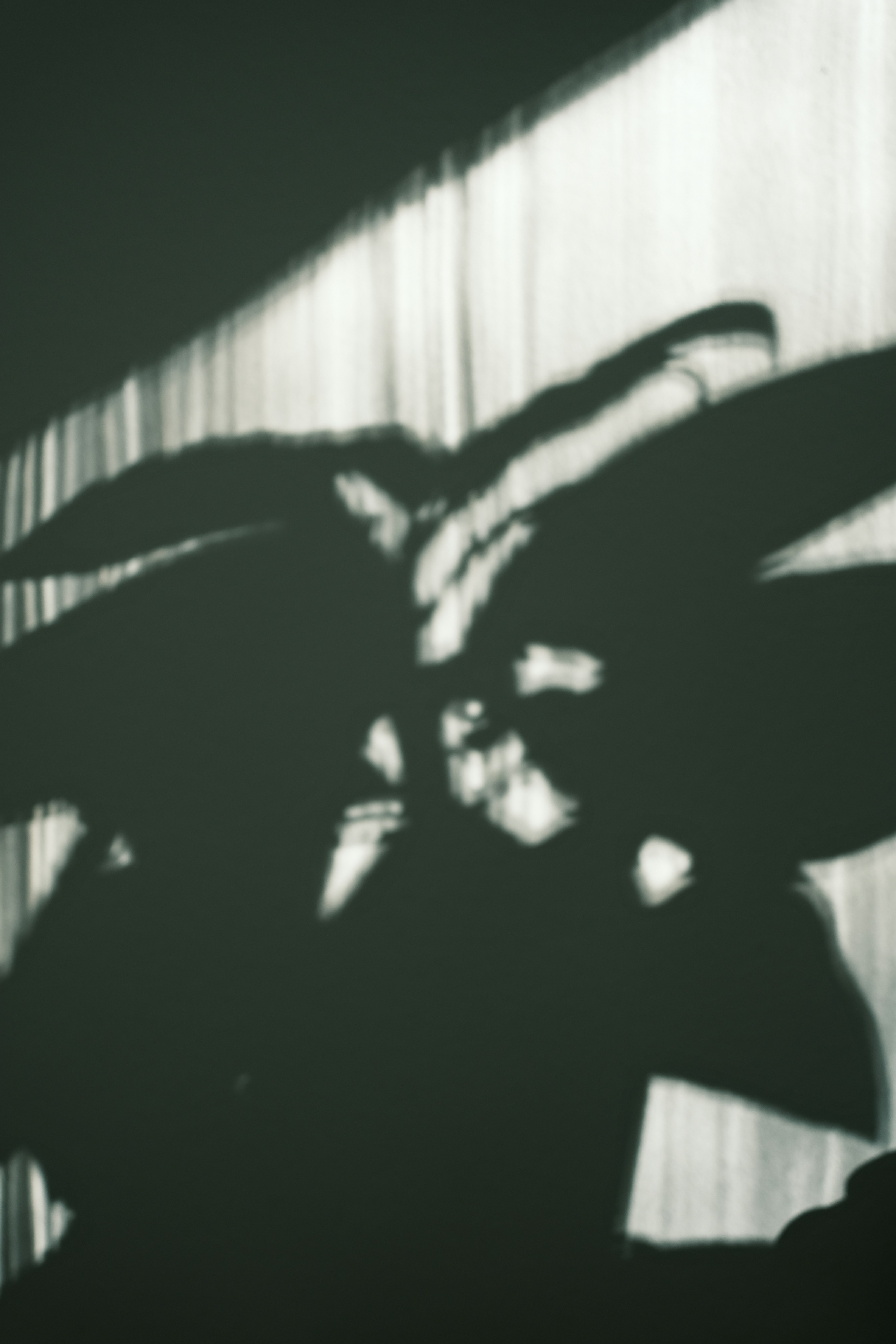 Shadow Play: Nature's Silhouette