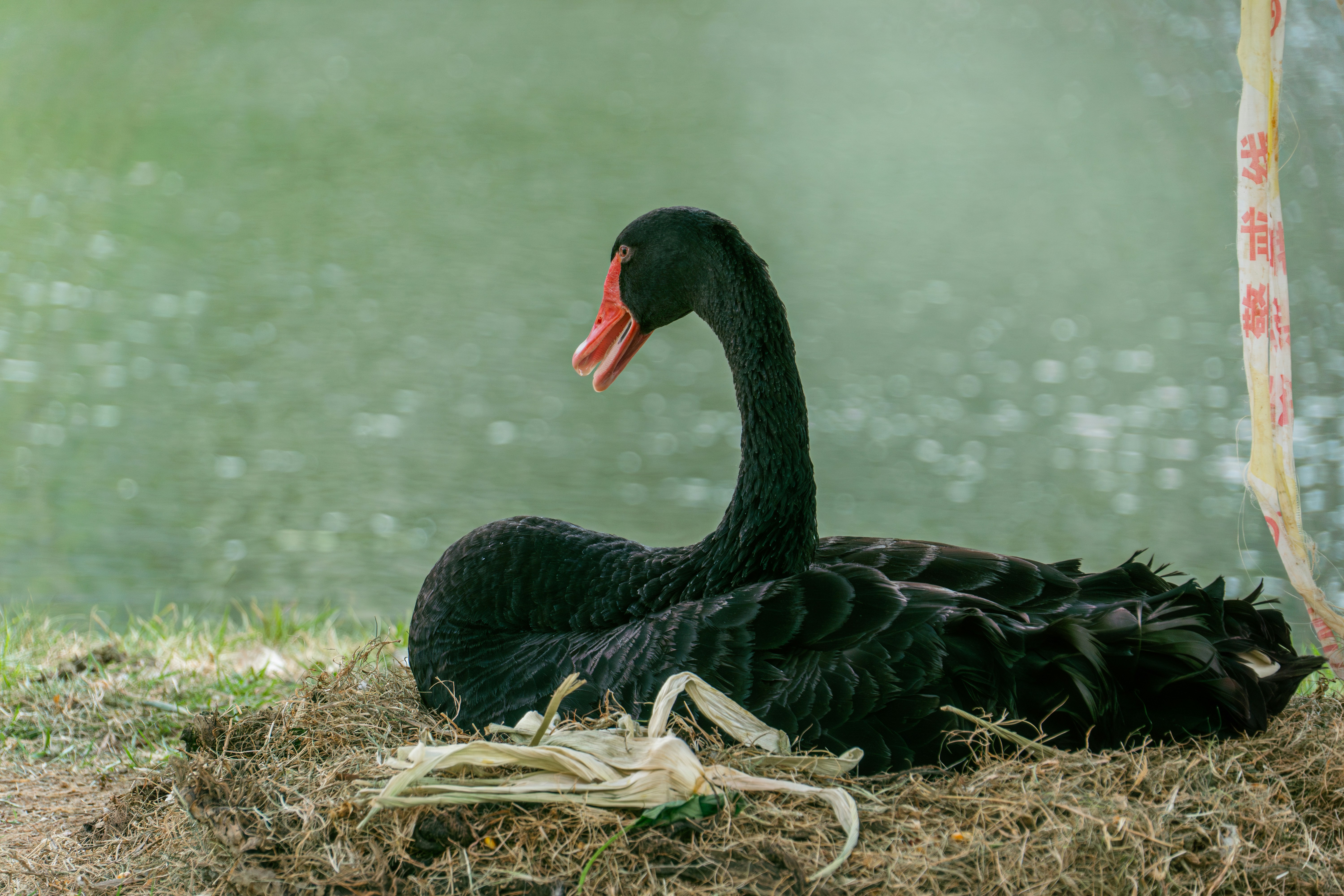 Elegance on the Water's Edge