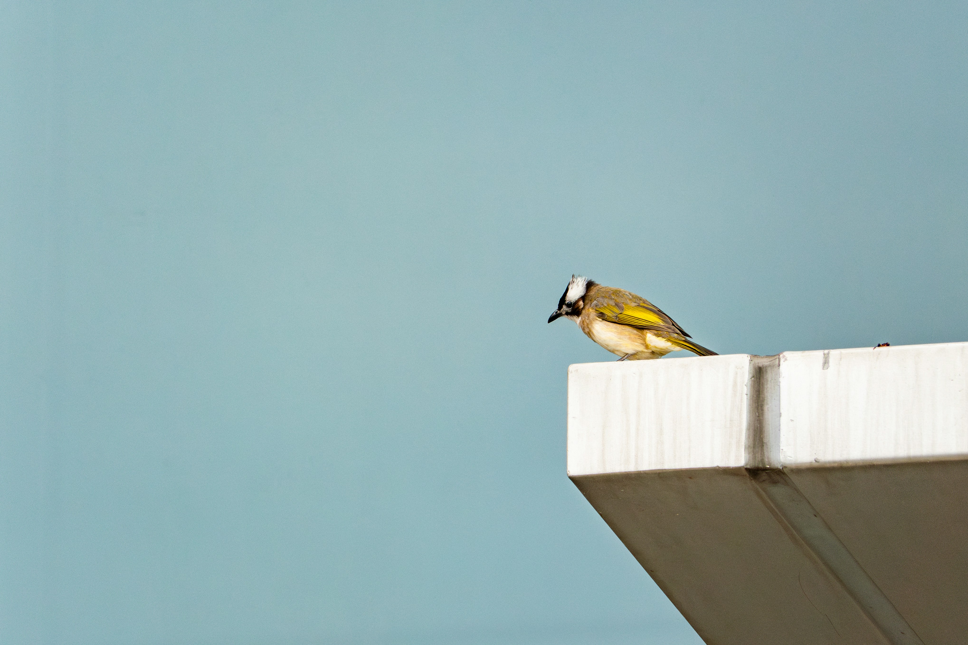 Perched in Anticipation