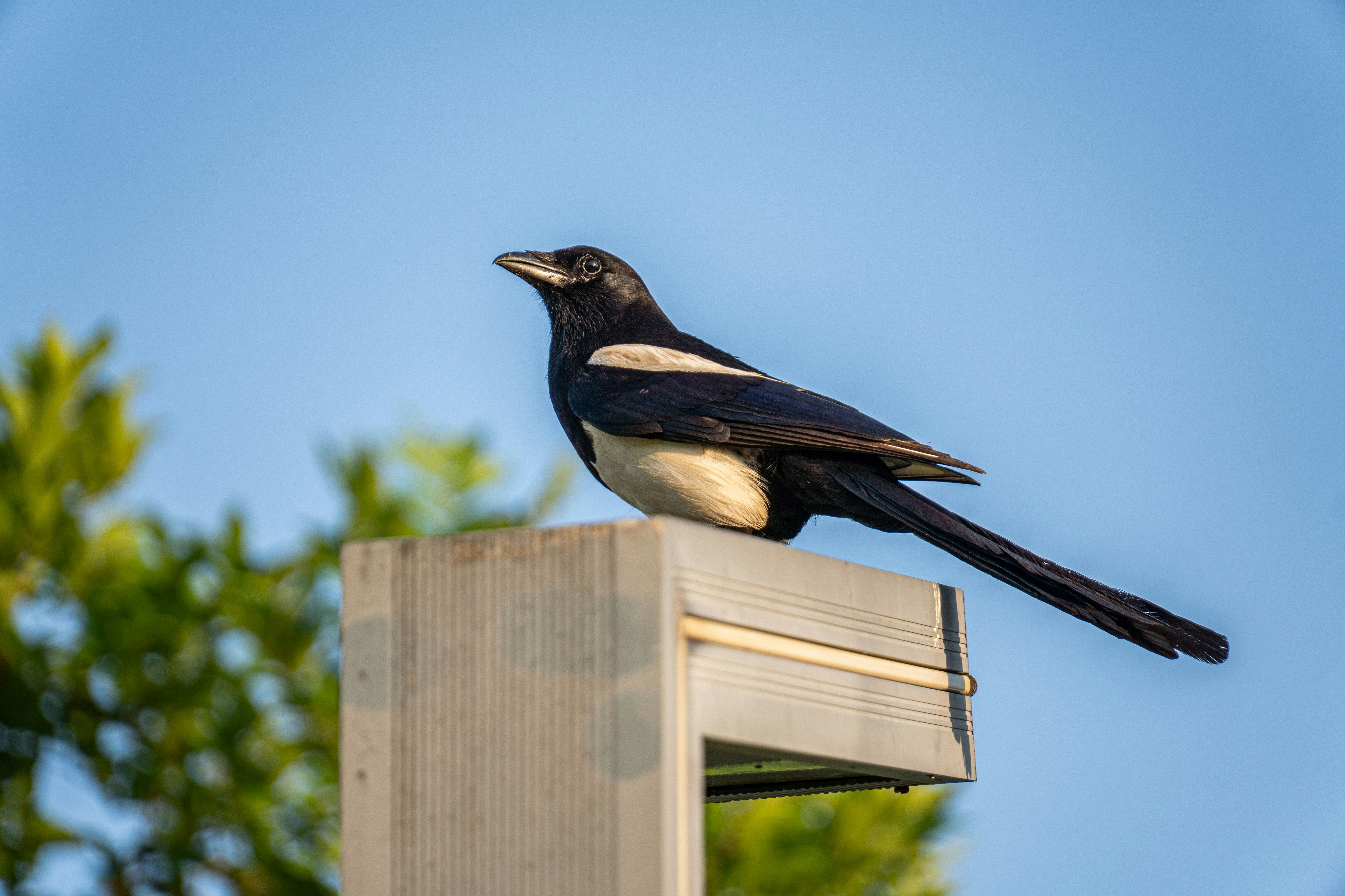 Perched Sentinel: Crow on a Weathered Post Beneath a Clear Blue Sky