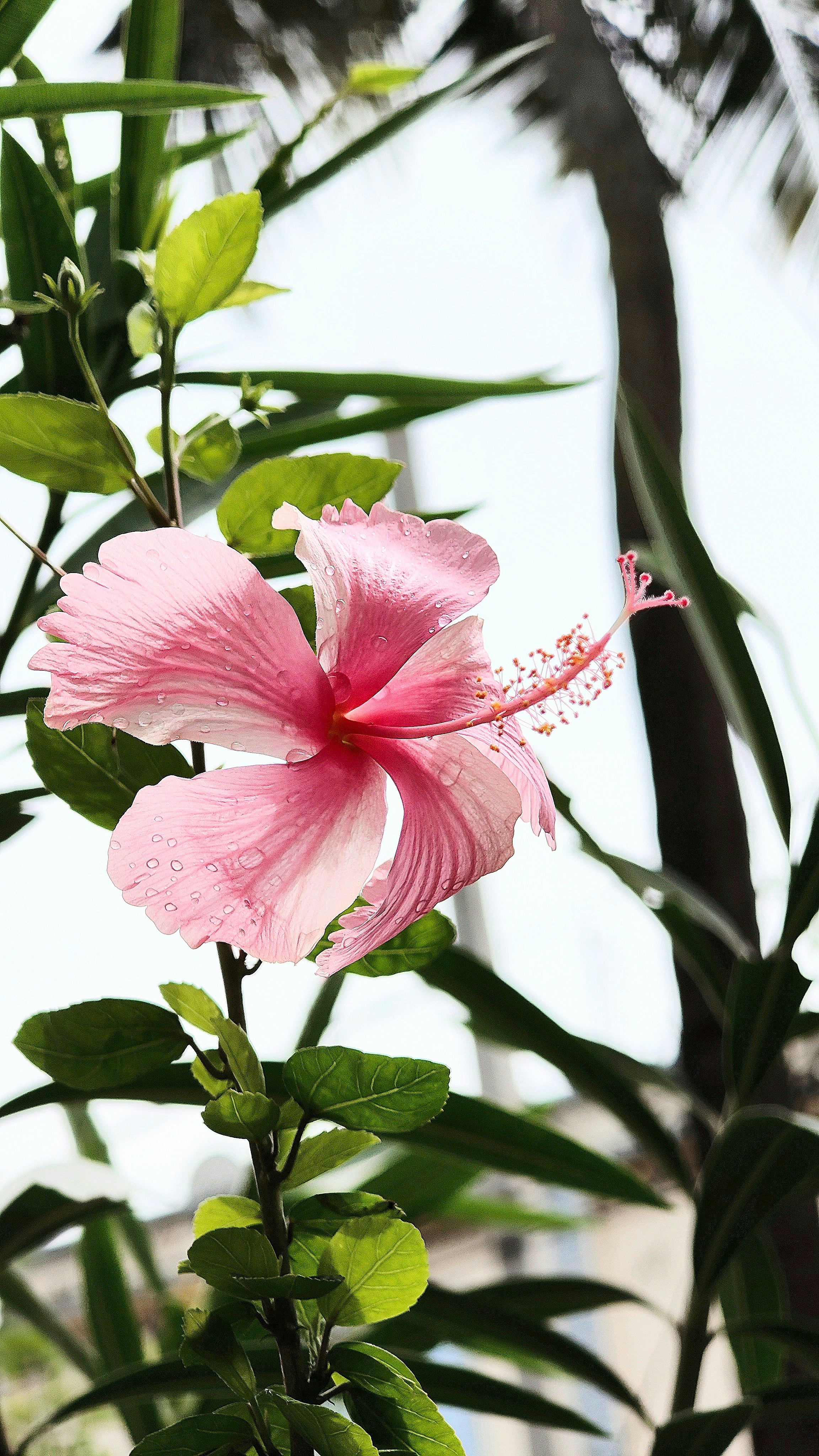 A delicate pink hibiscus flower with water droplets.
