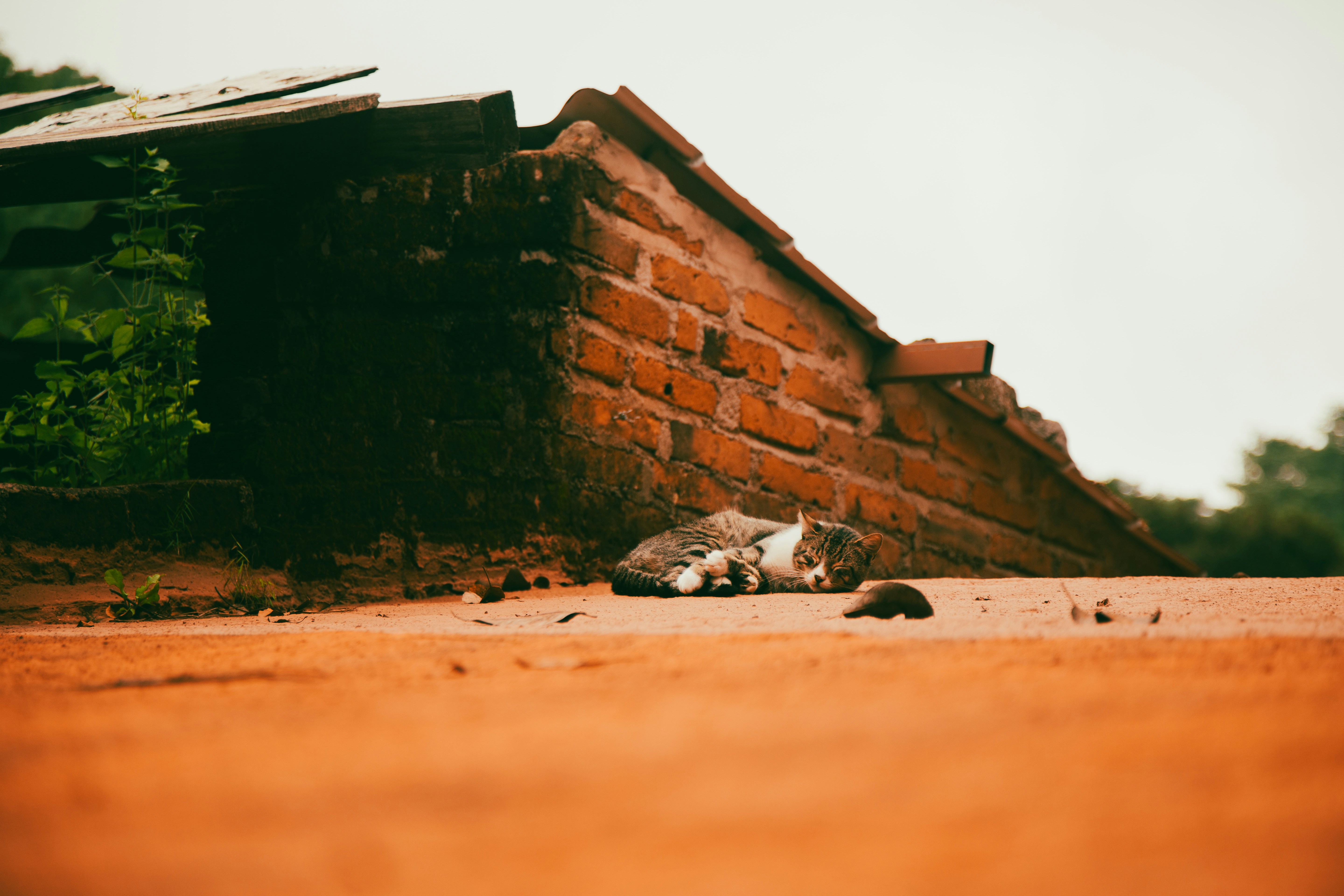 A relaxed cat dozing on a warm terracotta surface, framed by rustic brick and green foliage.