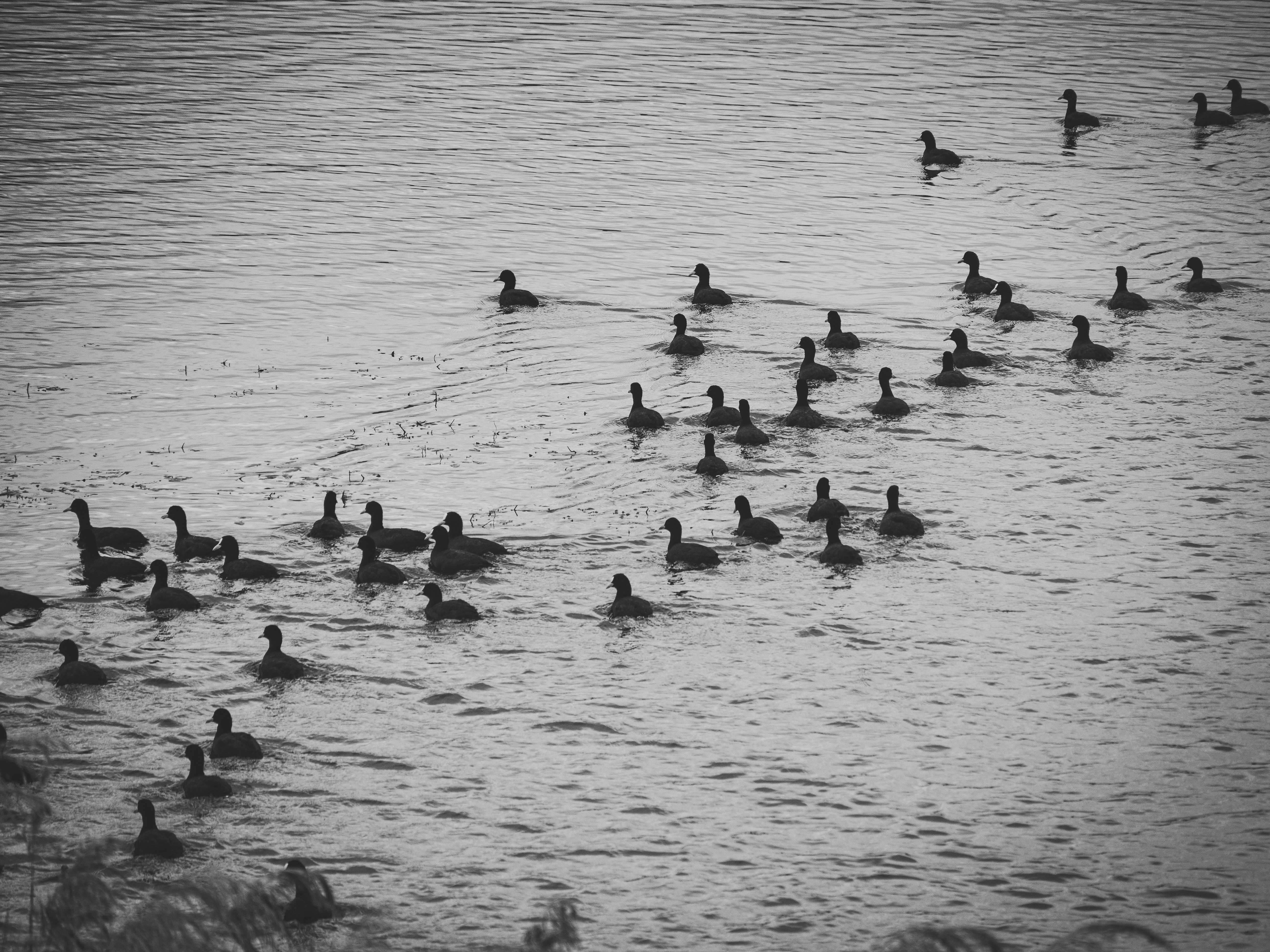 Harmony in Motion: A Symphony of Ducks