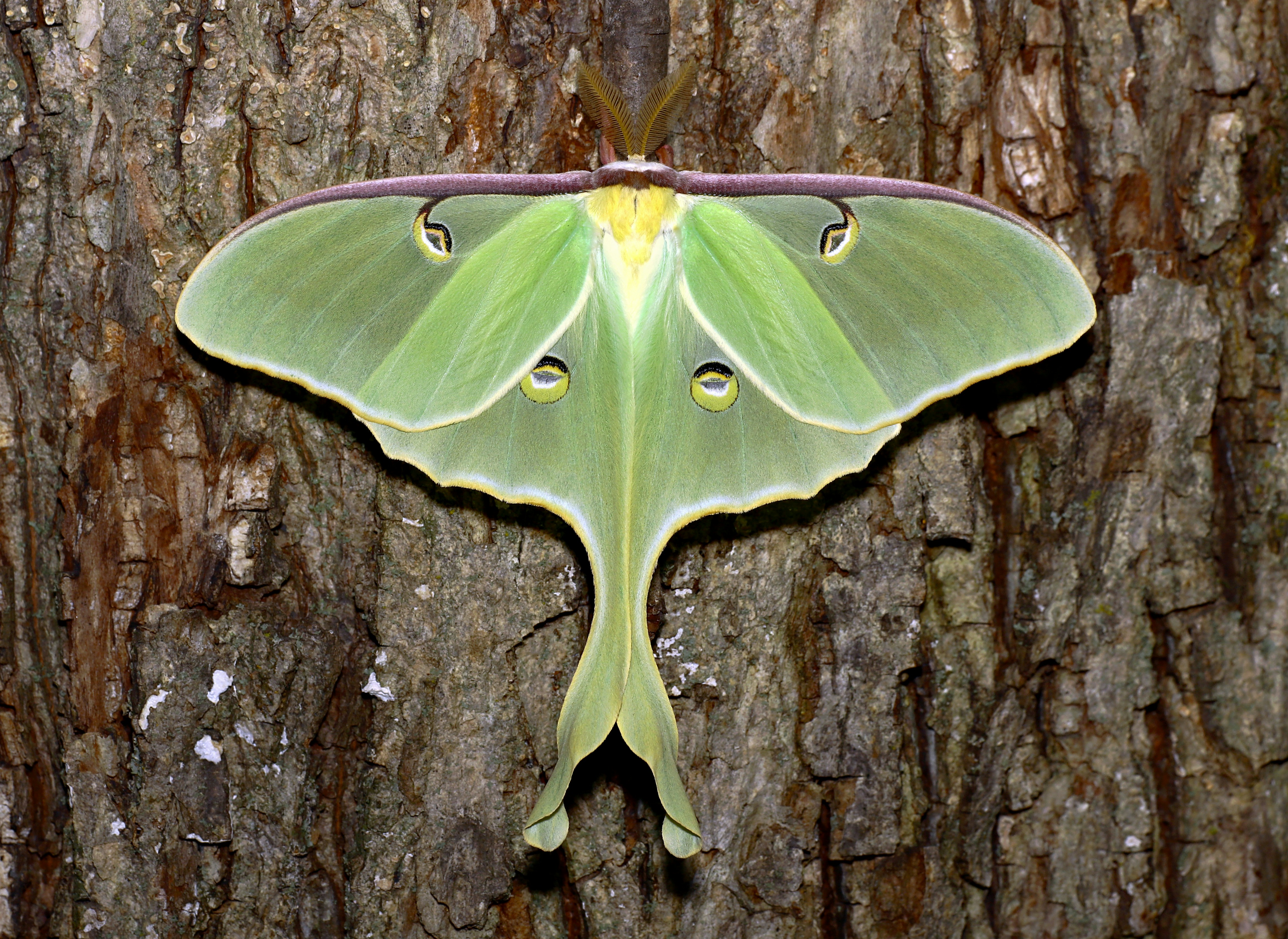 A green luna moth rests on a tree trunk. photo – Free Forest Image on Unsplash