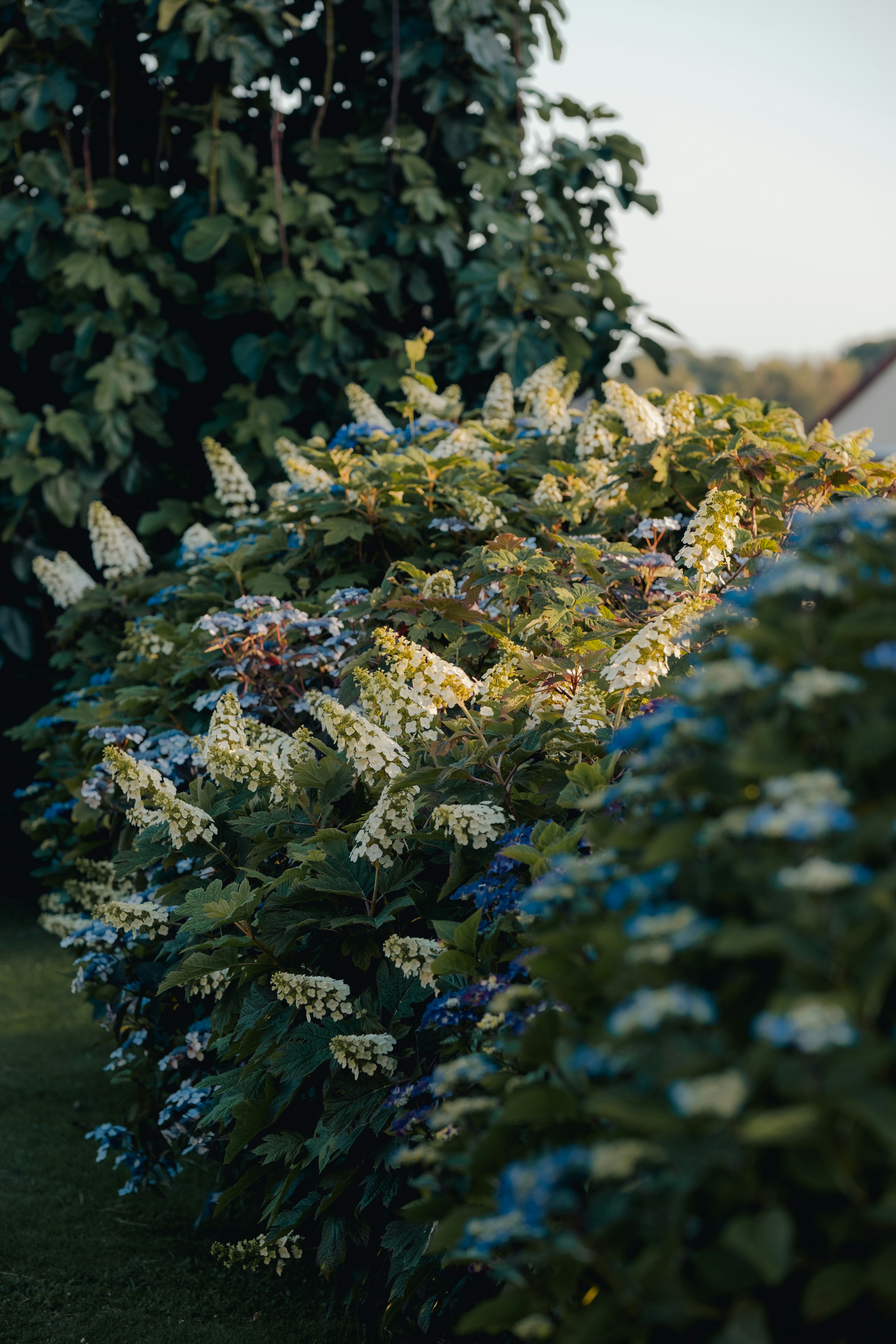 Lush green bushes with white and blue flowers.
