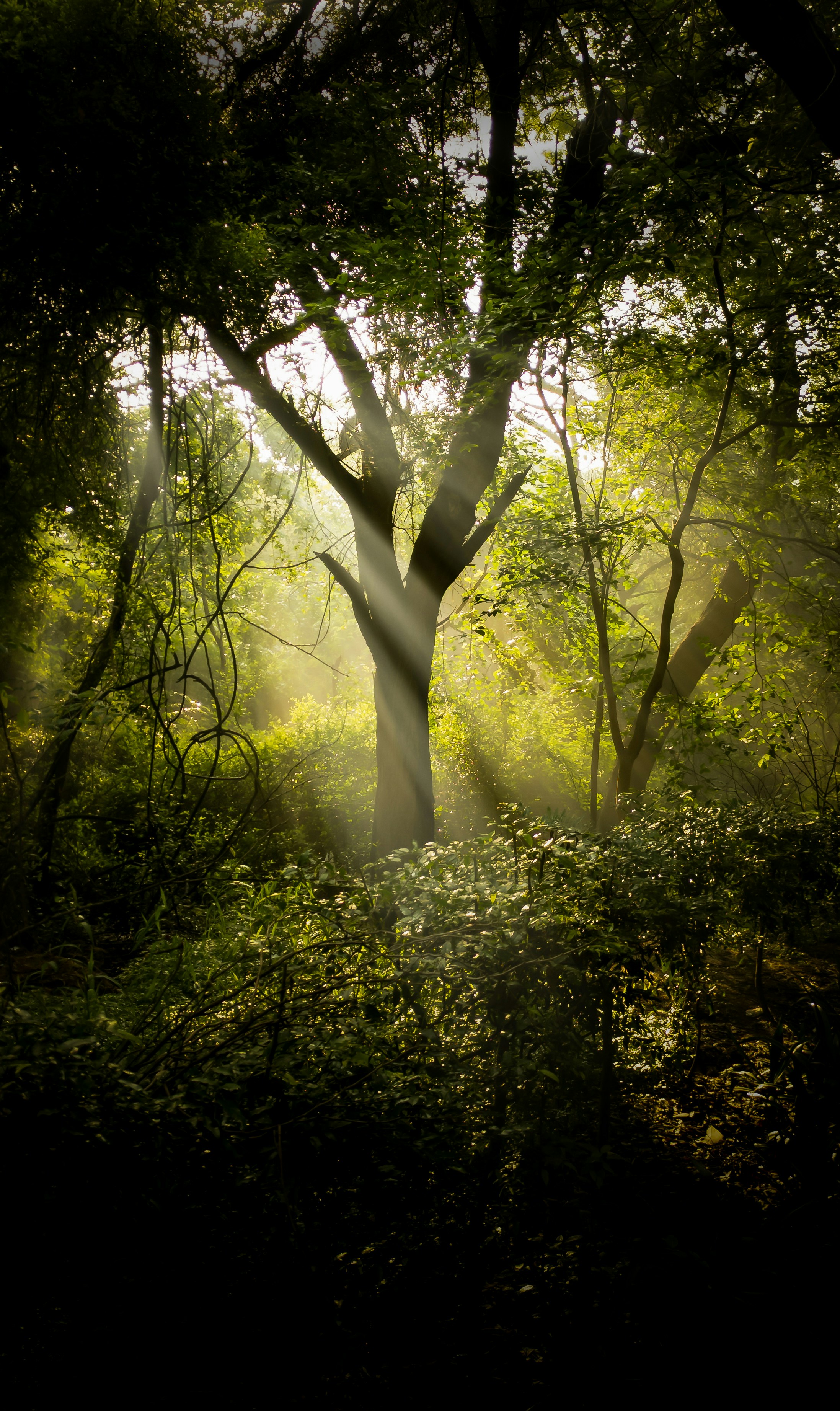 Sunbeams filter through a lush, green forest canopy.