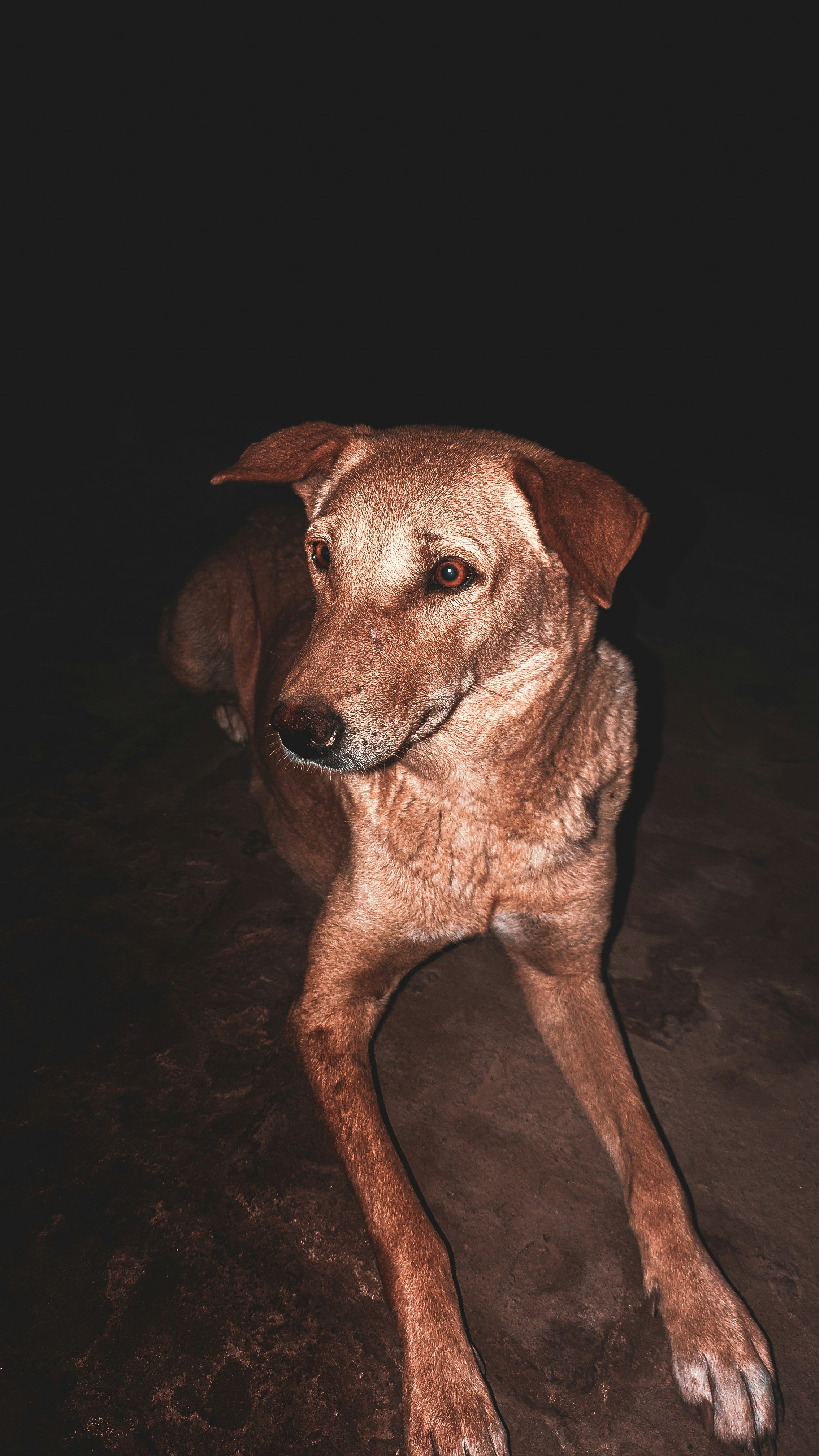 Doggo with glowing eyes | A brown dog lies down against a dark background.
