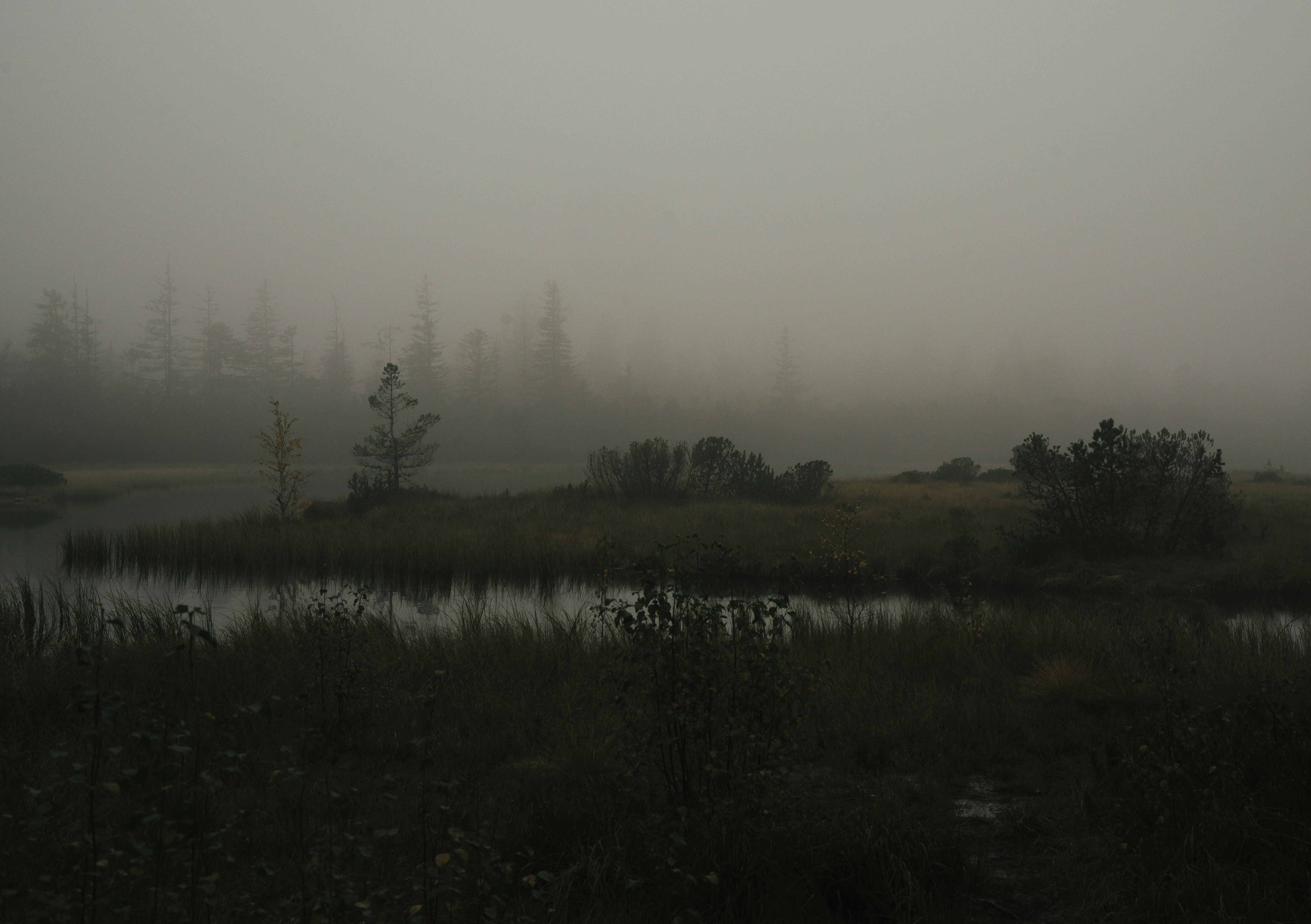 Whispers of the Misty Marsh
