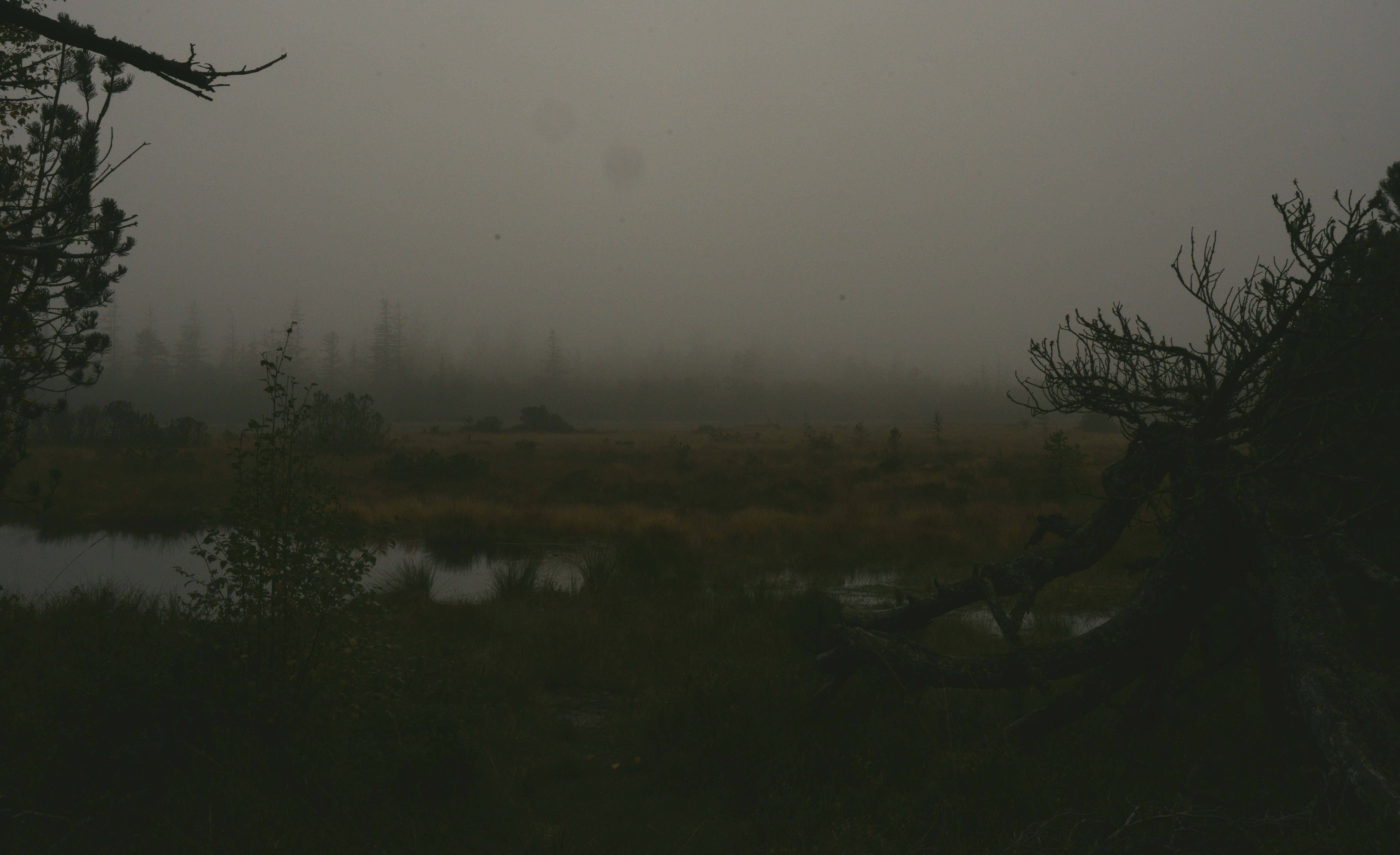 Whispers of the Foggy Marshland