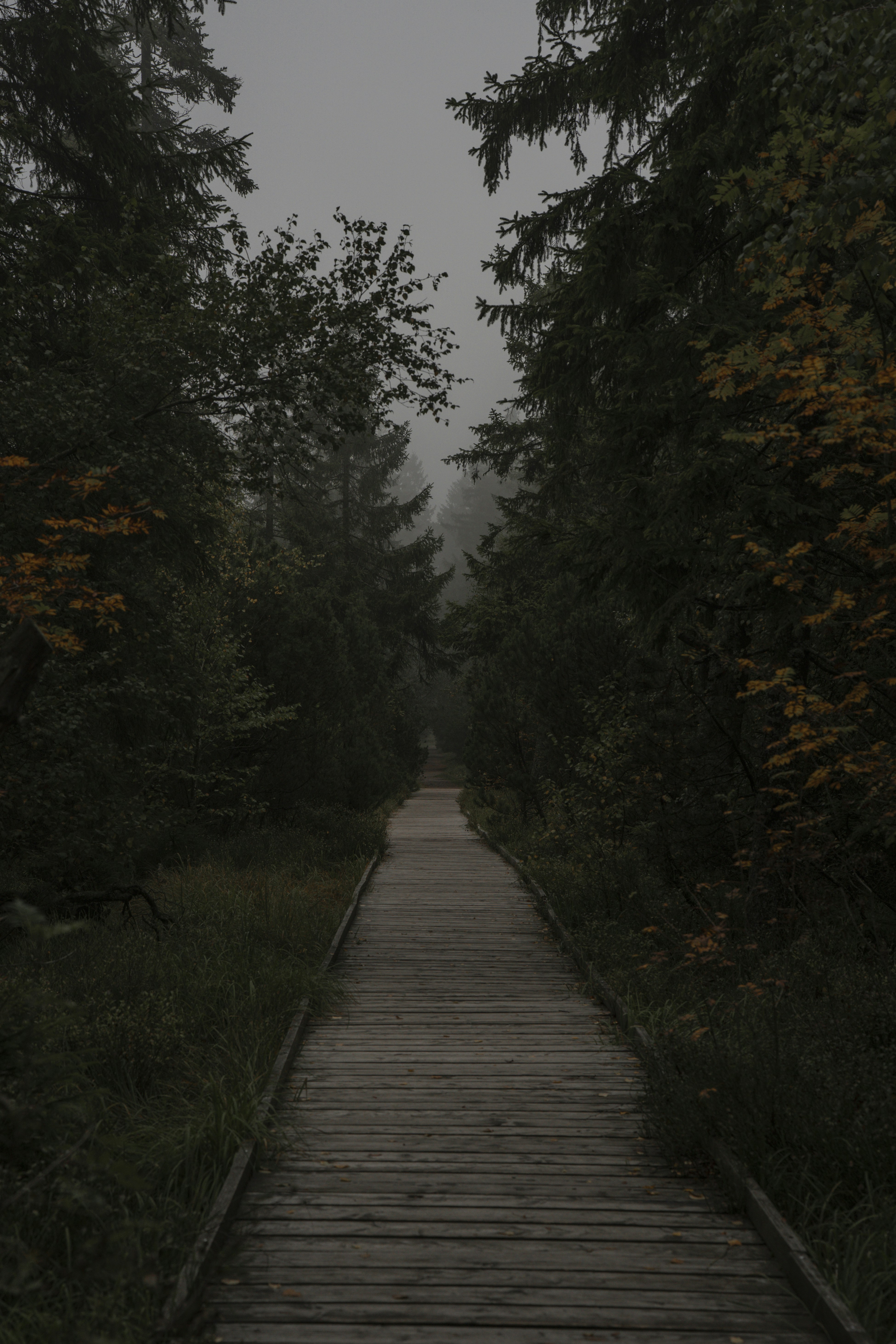 Wooden walkway through a misty forest