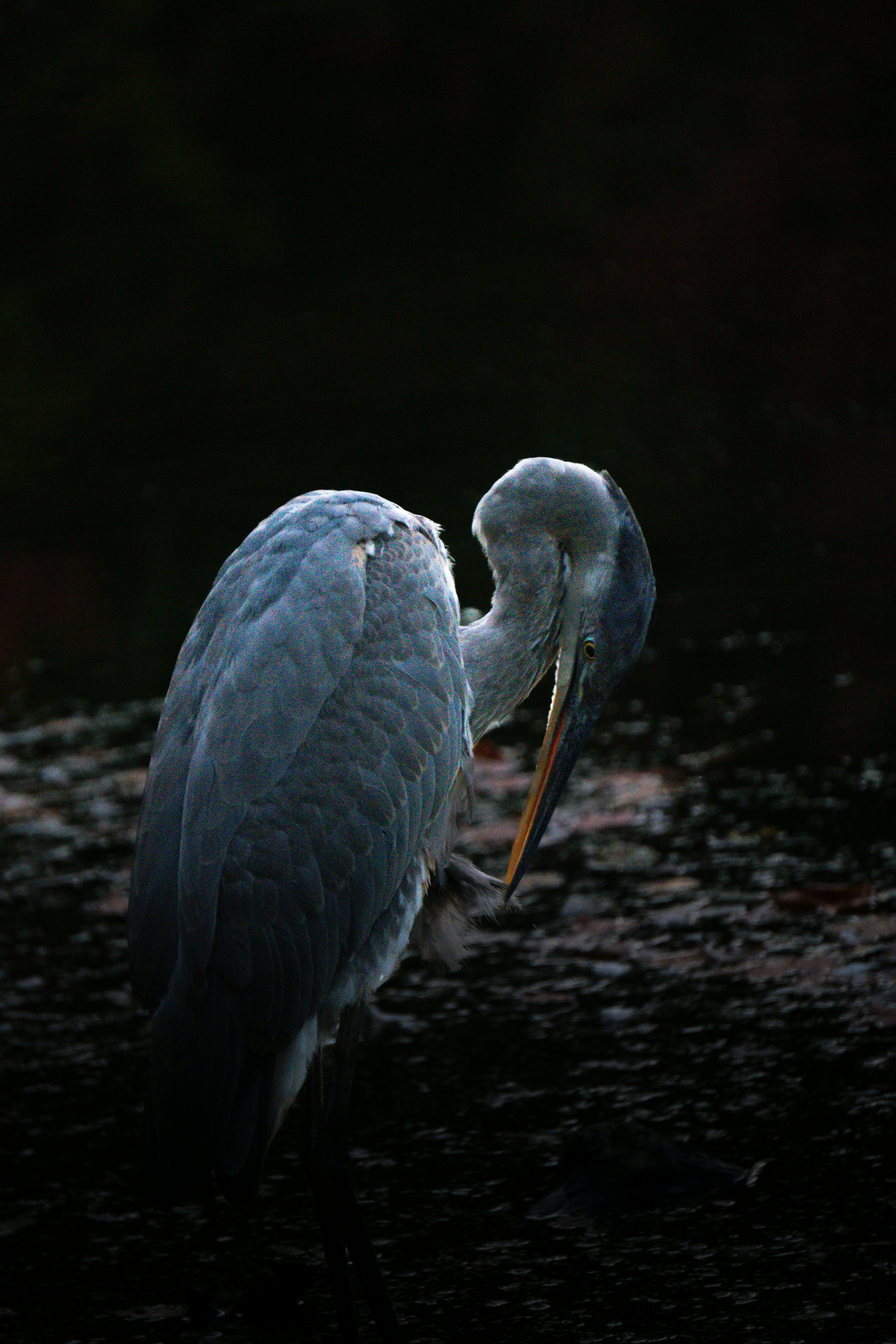 A great blue heron preening itself by the water, surrounded by a dark, reflective surface. The scene exudes tranquility and natural beauty.