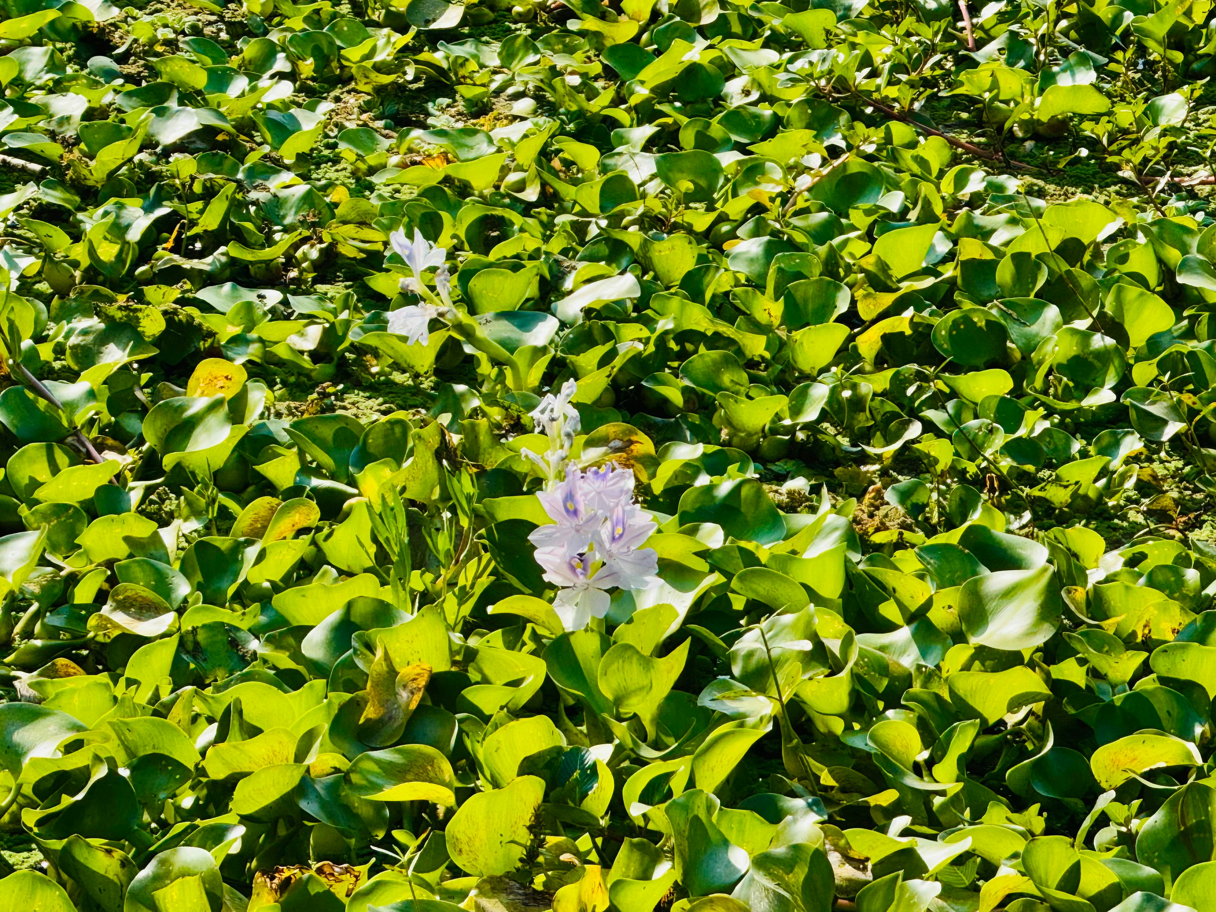 Lilac Bloom Breaking Through a Sea of Emerald Lily Pads